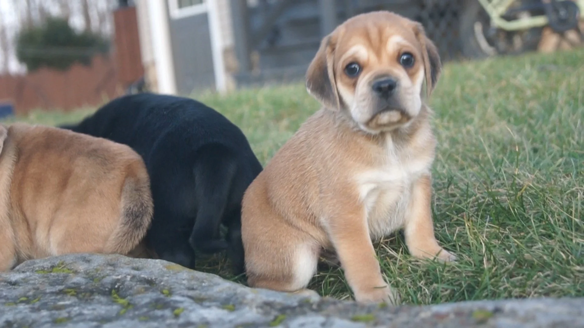 Cute Puggle From our small farm to your home.