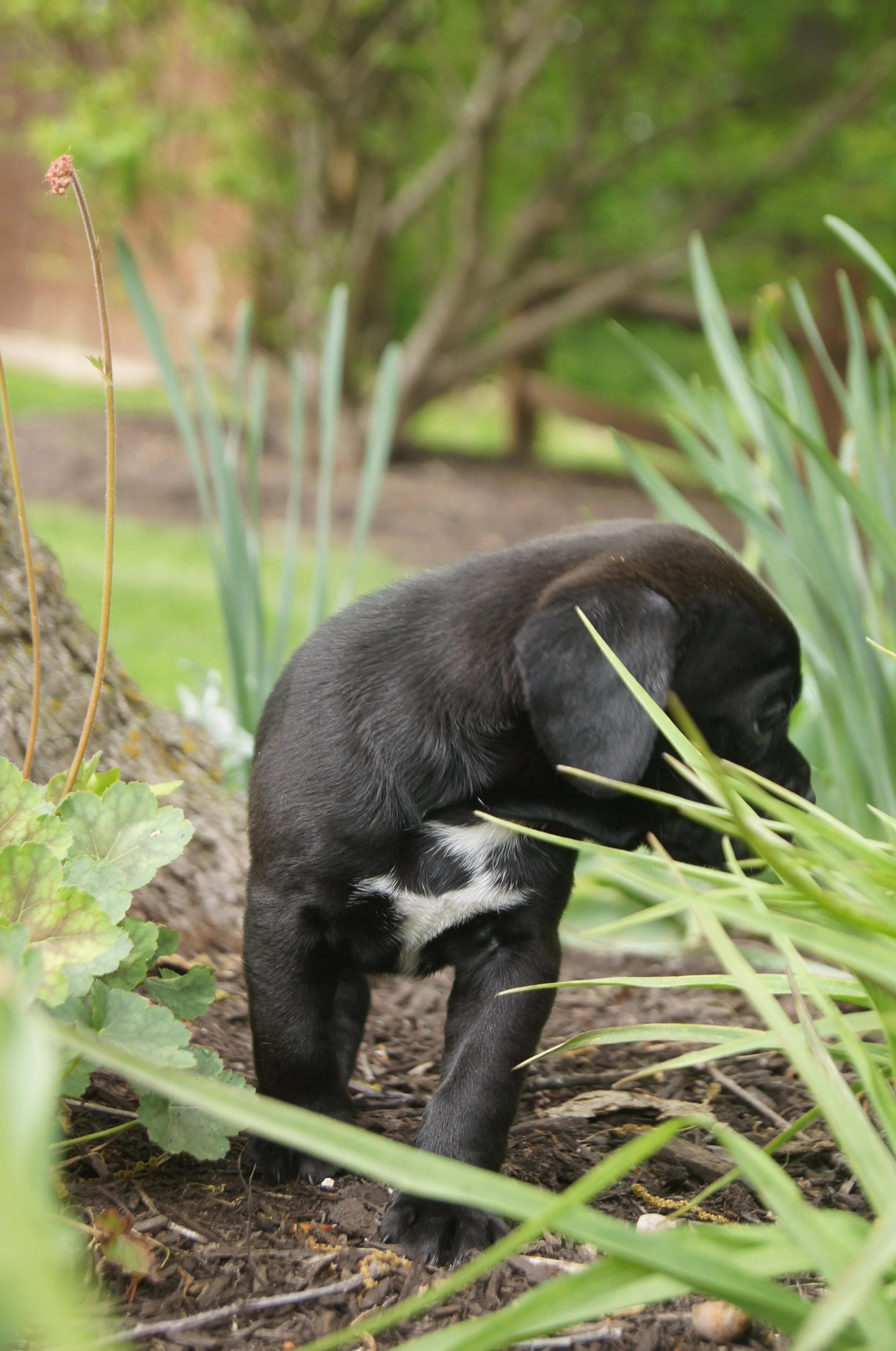 Cute Puggle From our small farm to your home.