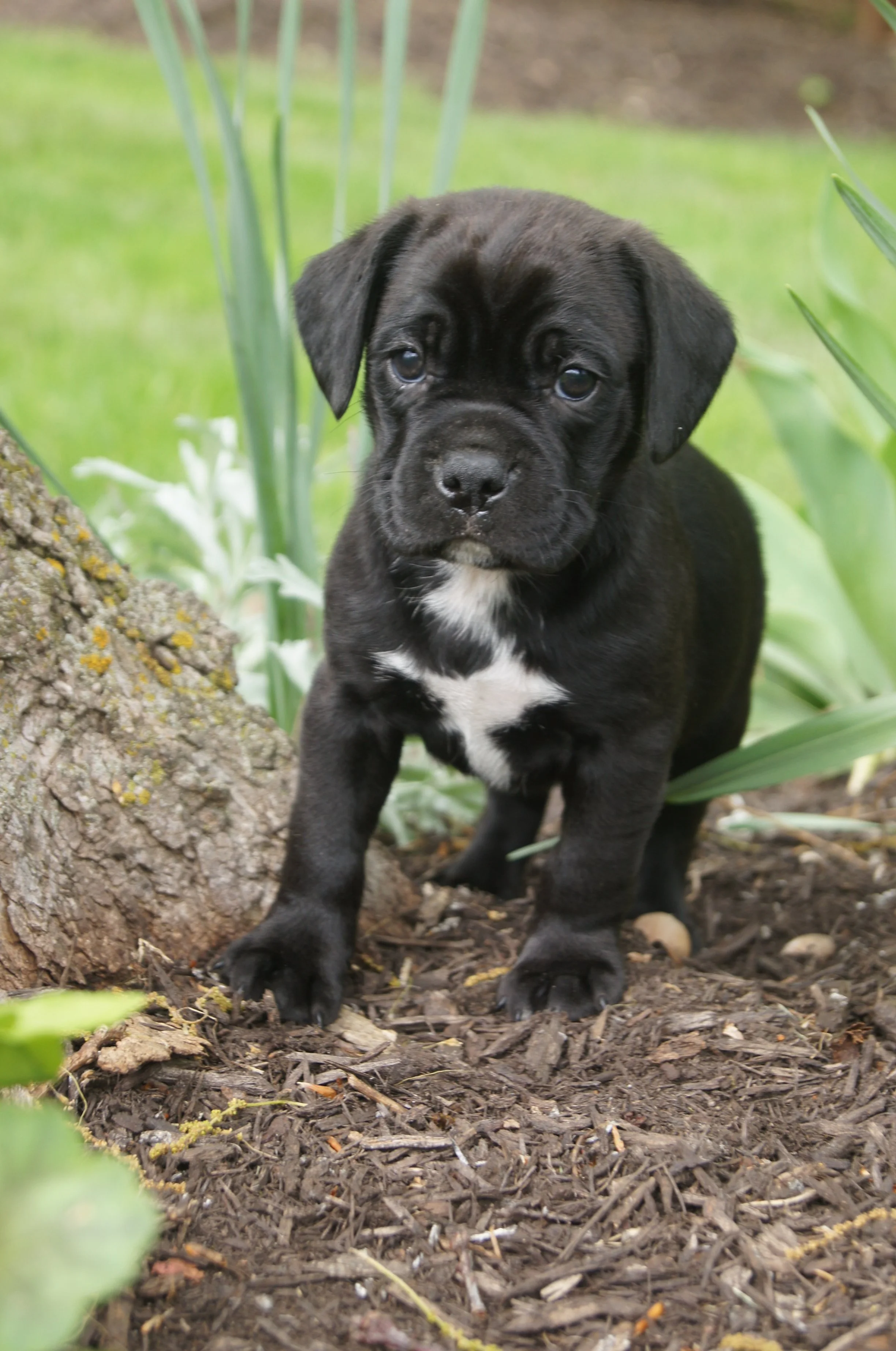 Cute Puggle From our small farm to your home.