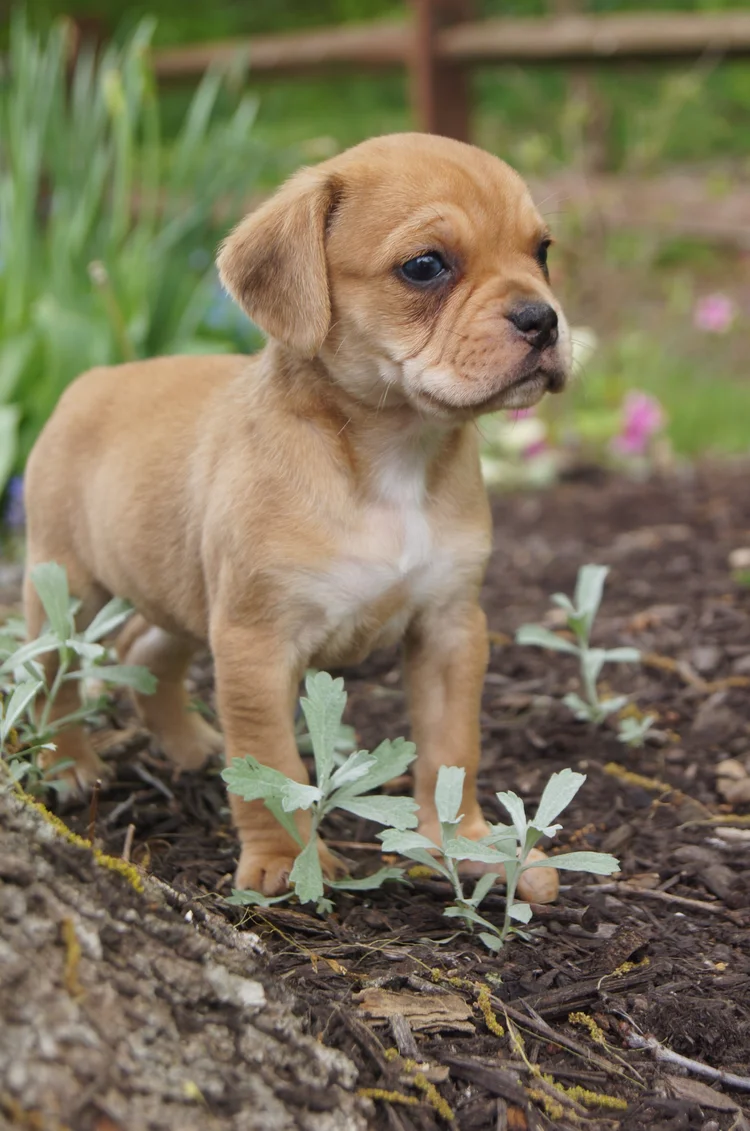 Cute Puggle From our small farm to your home.