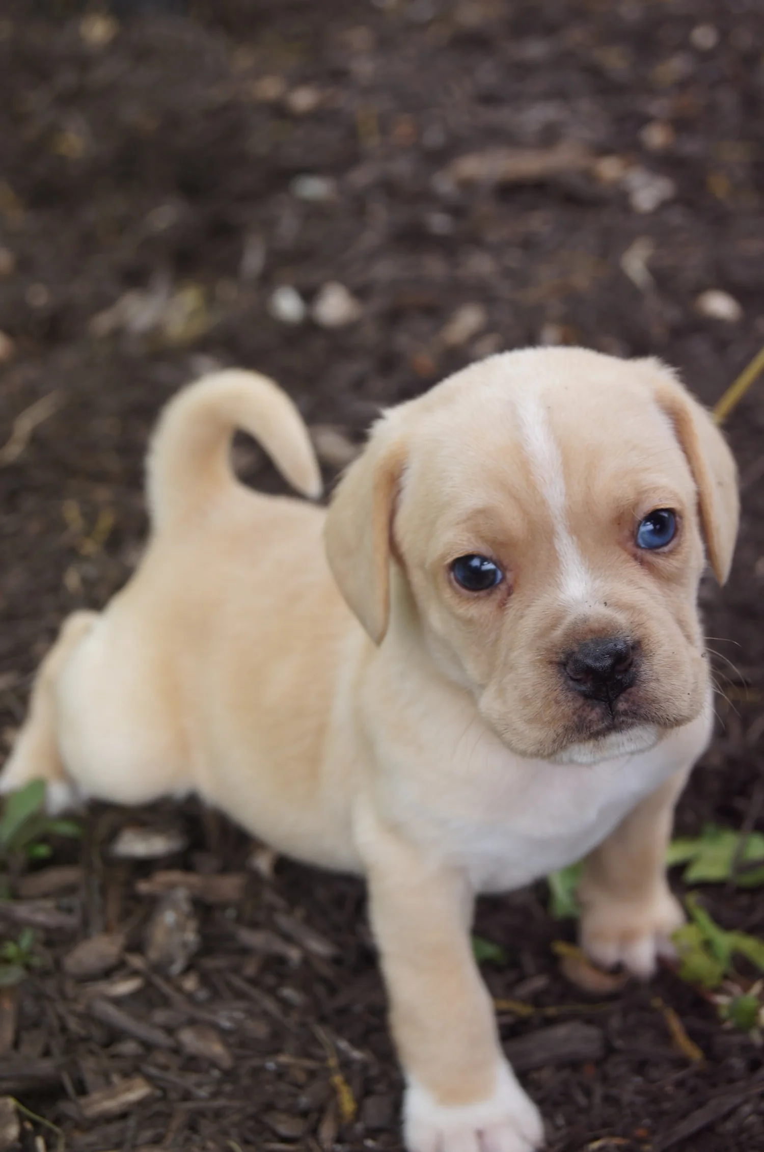 Cute Puggle From our small farm to your home.