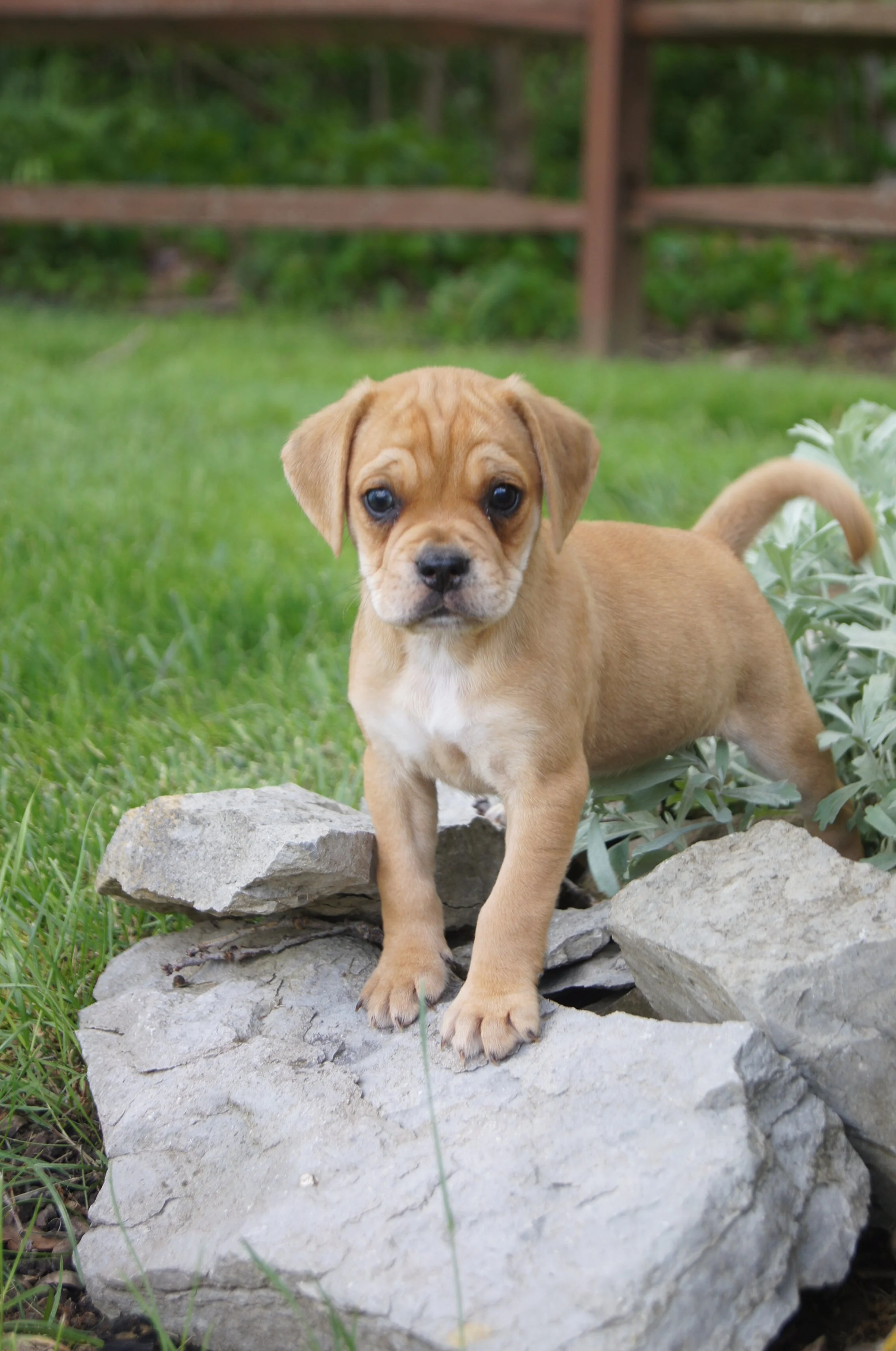 Cute Puggle From our small farm to your home.