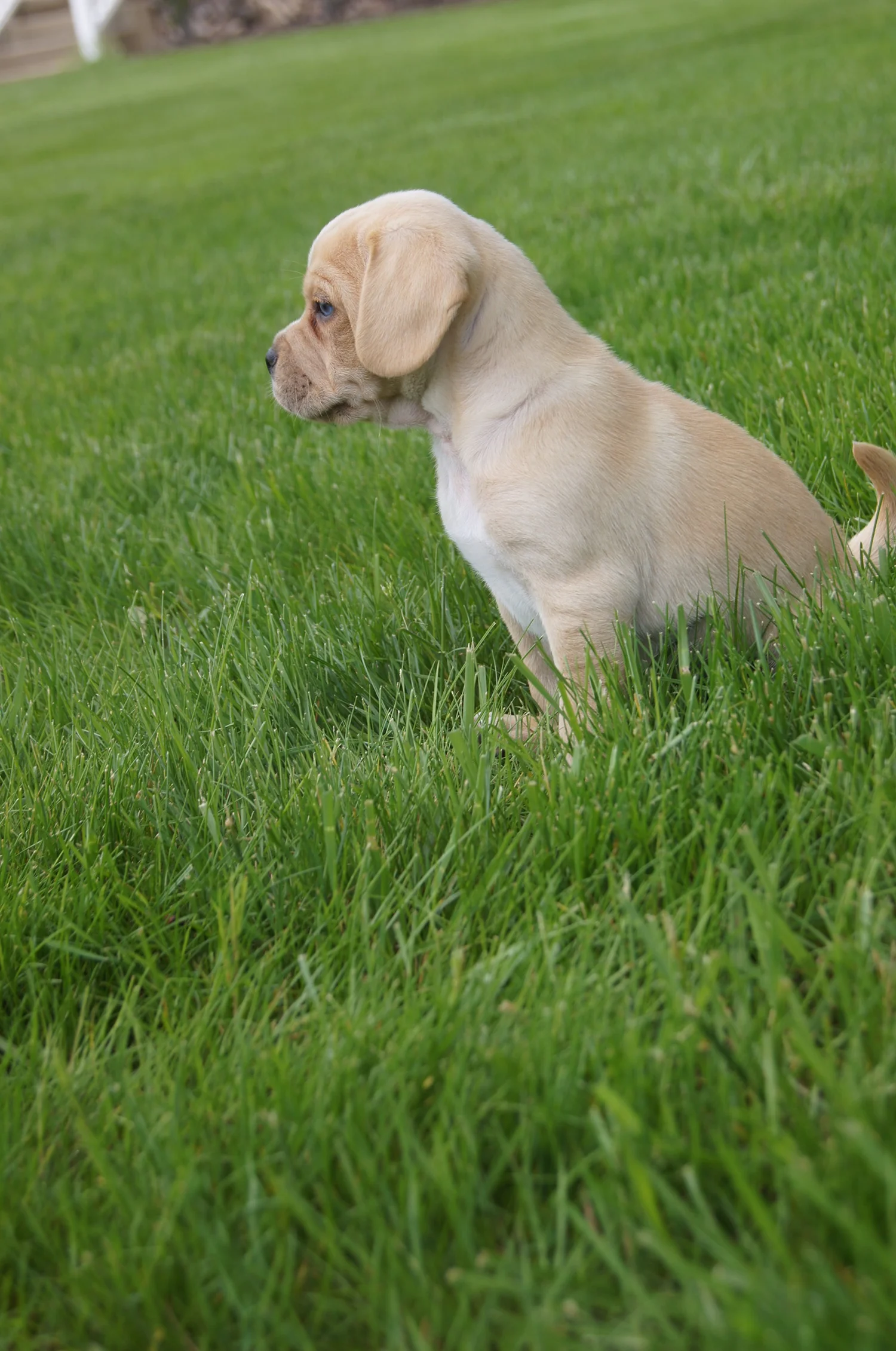 Cute Puggle From our small farm to your home.