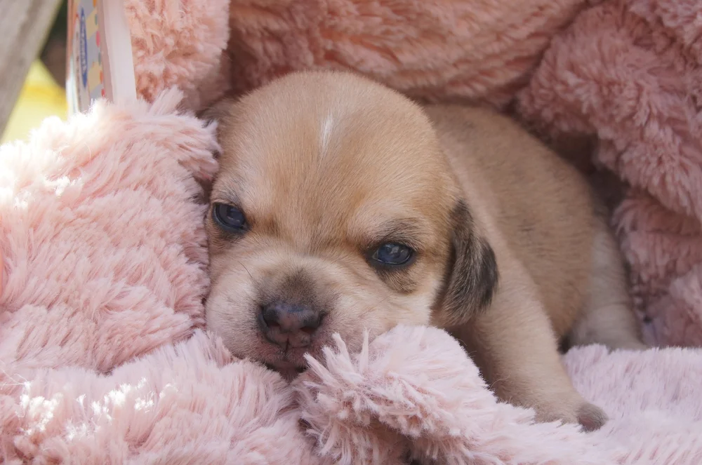Cute Puggle From our small farm to your home.