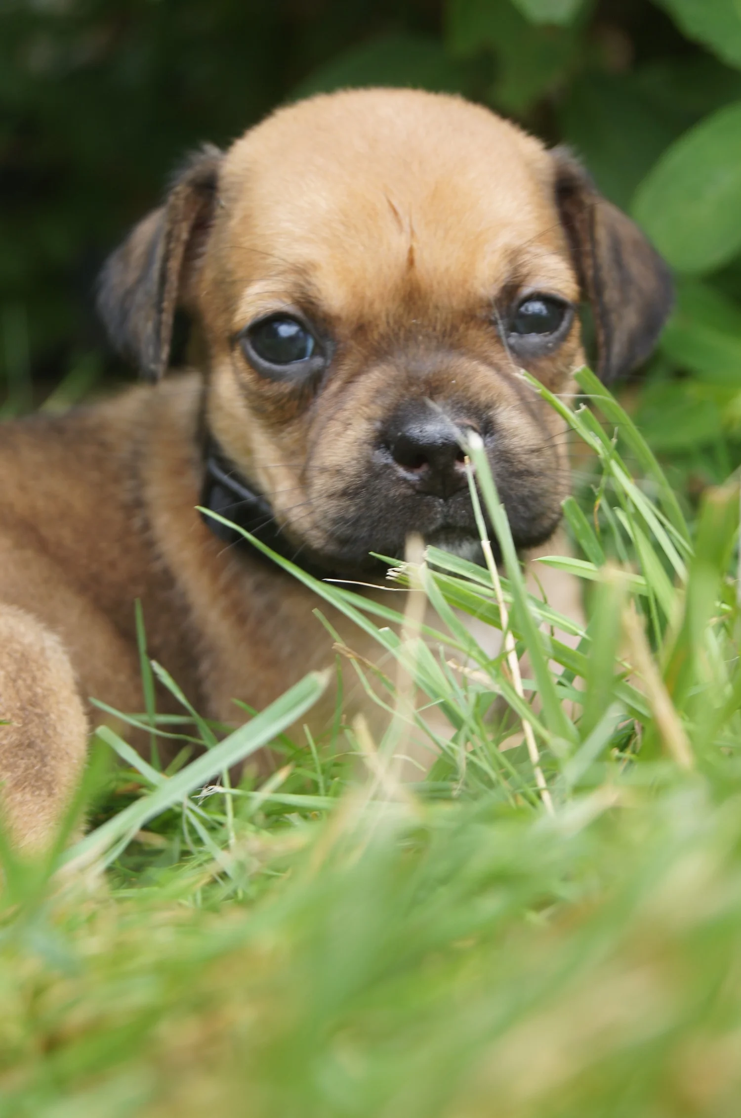 Cute Puggle From our small farm to your home.