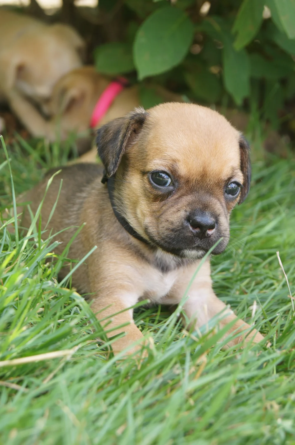 Cute Puggle From our small farm to your home.