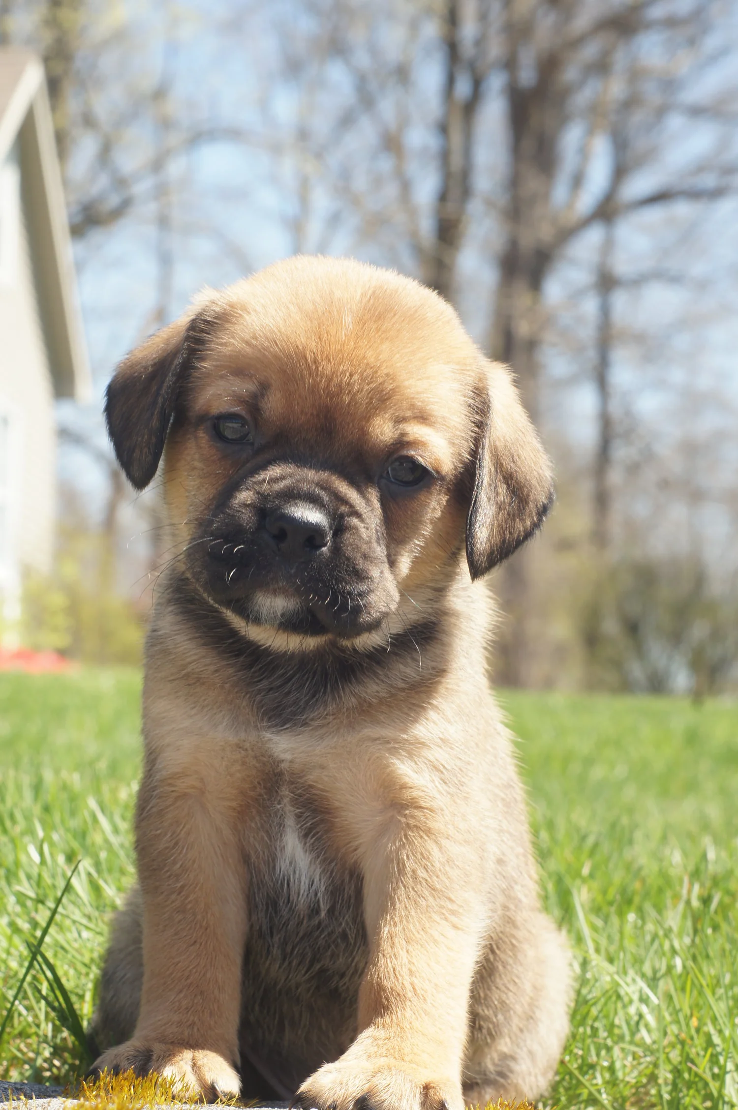Cute Puggle From our small farm to your home.