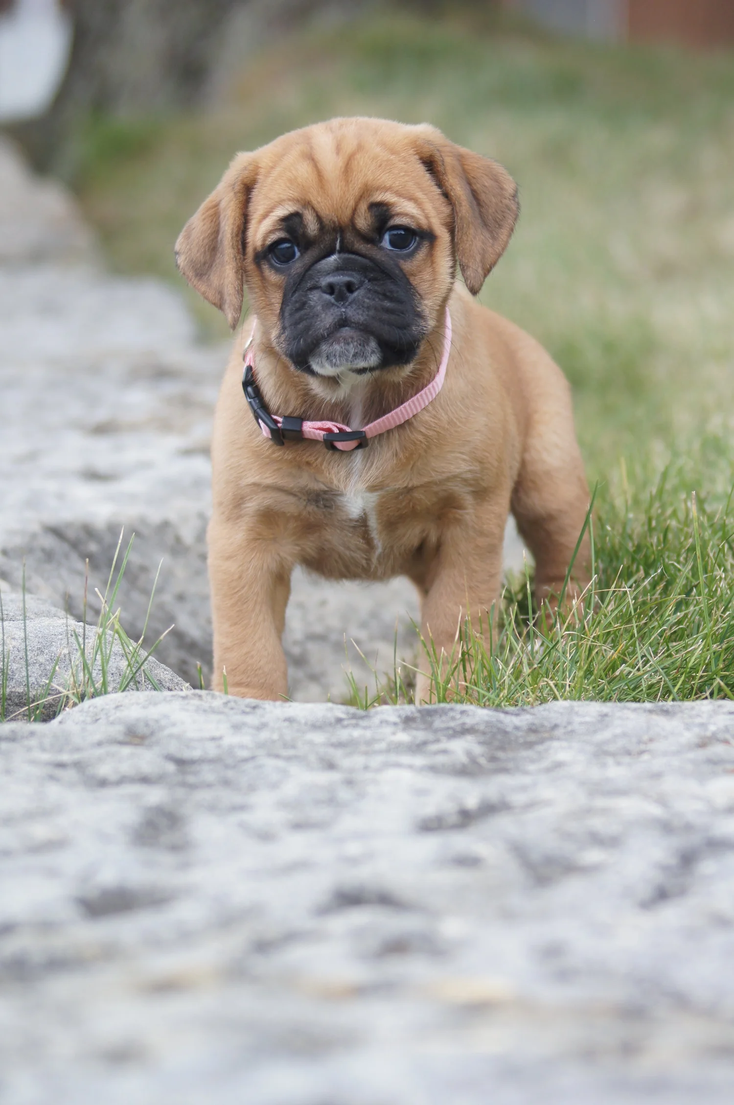 Cute Puggle From our small farm to your home.