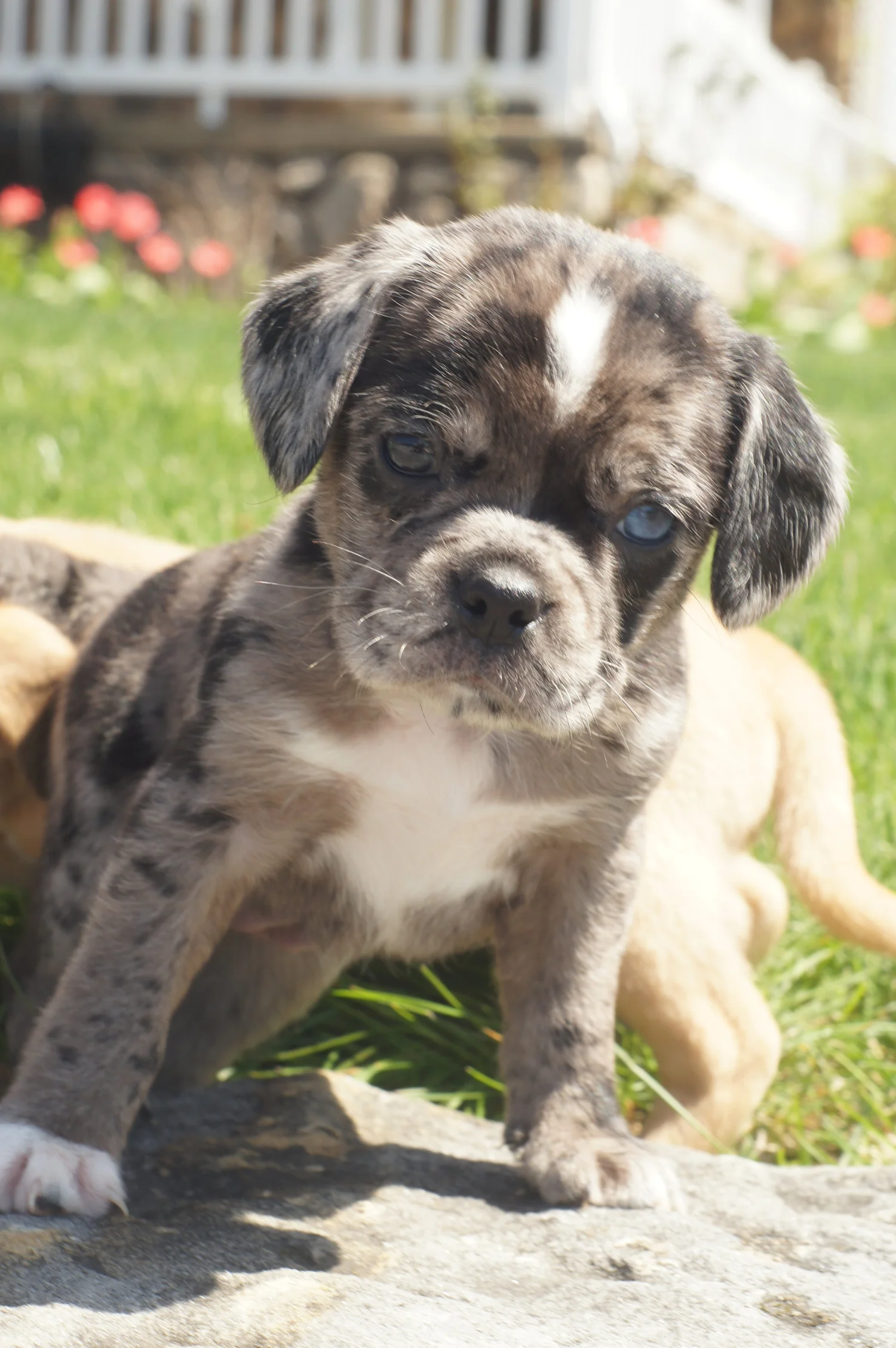 Cute Puggle From our small farm to your home.