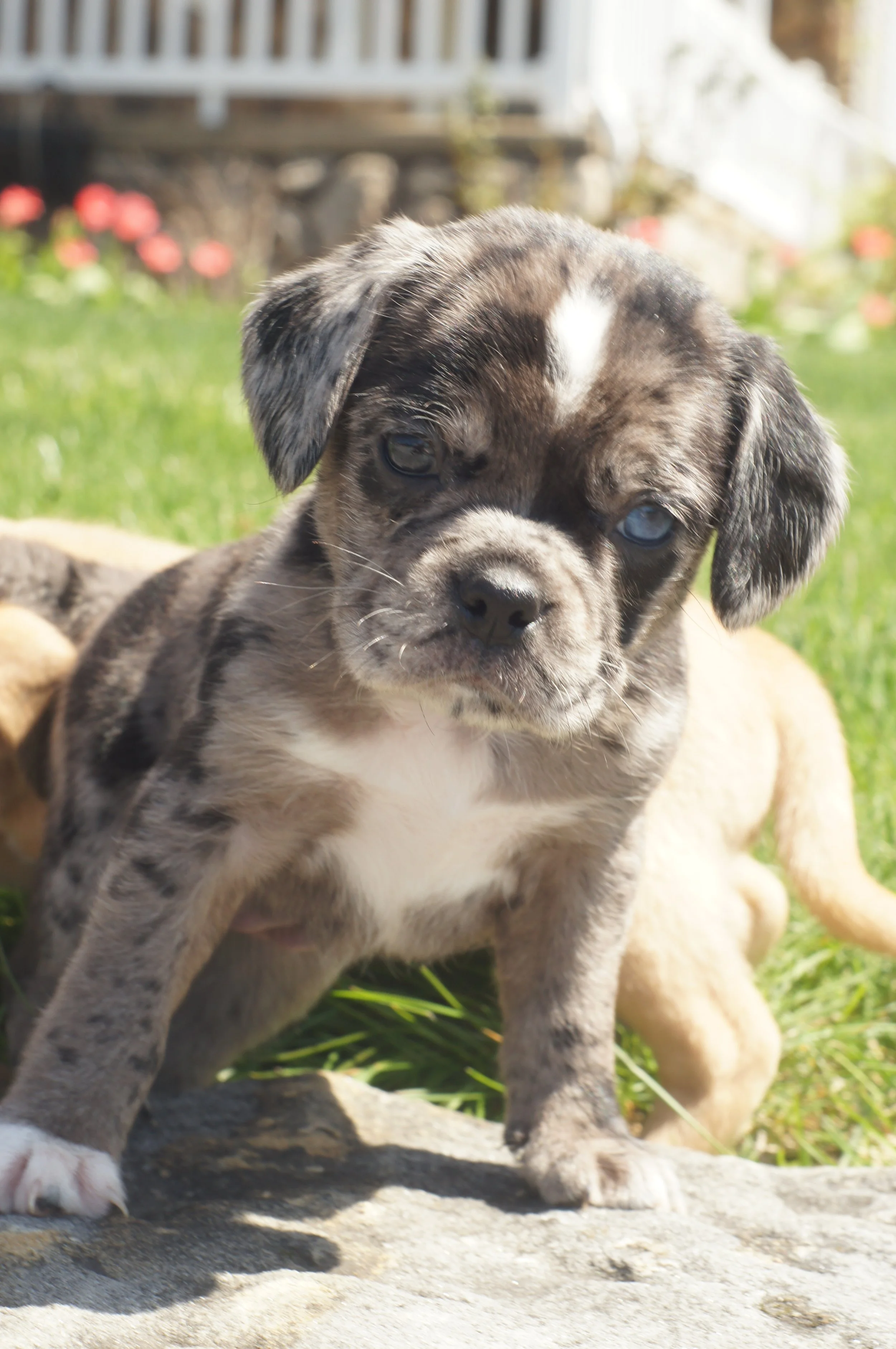 Cute Puggle From our small farm to your home.