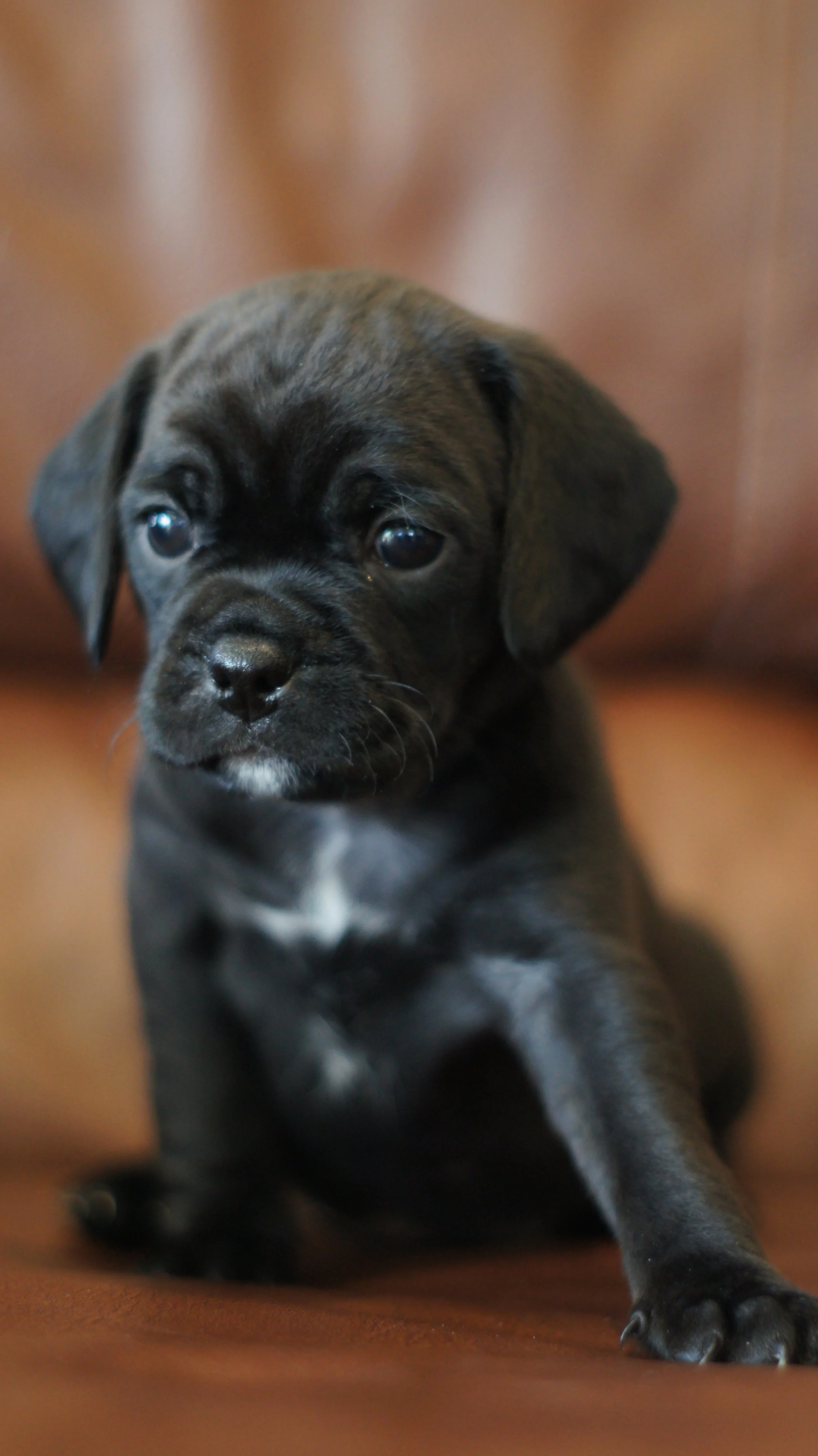 Cute Puggle From our small farm to your home.