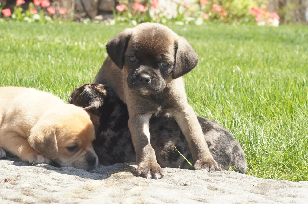 Cute Puggle From our small farm to your home.