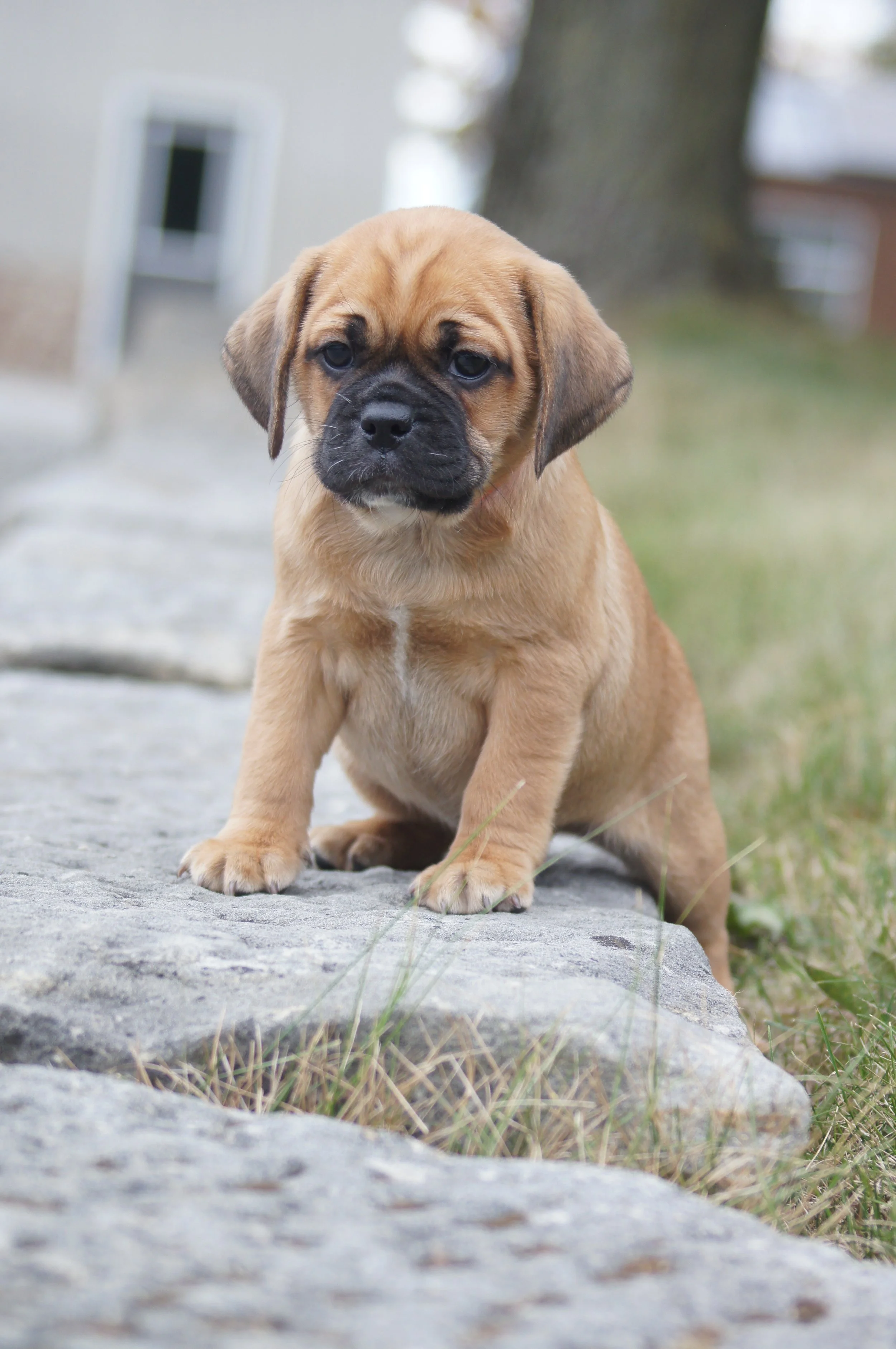 Cute Puggle From our small farm to your home.
