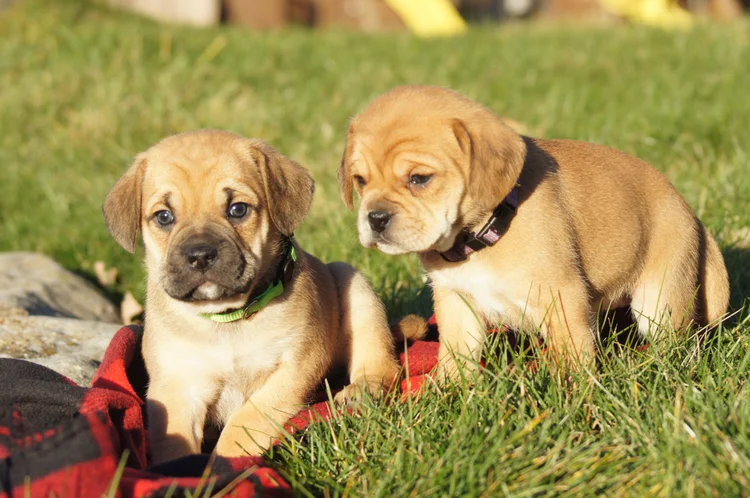 Cute Puggle From our small farm to your home.