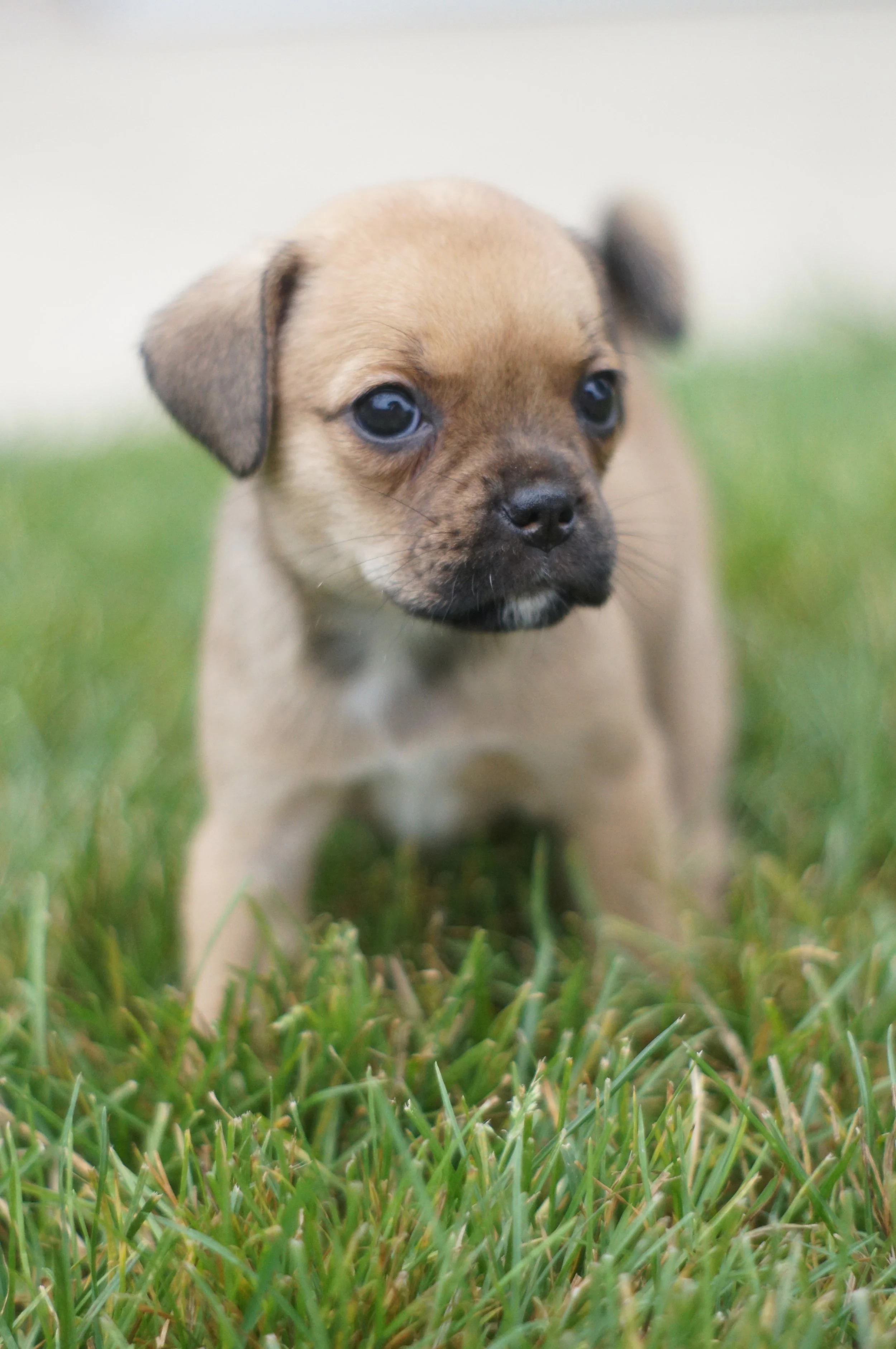 Baby Puggle Puppy