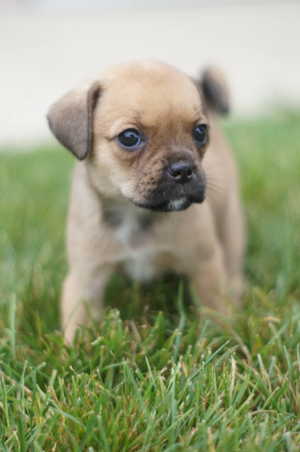 Cute Puggle From our small farm to your home.