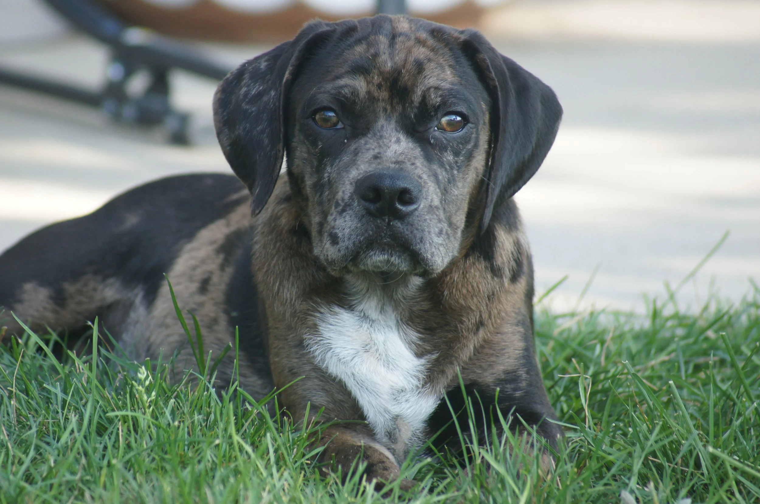 Cute Puggle From our small farm to your home.