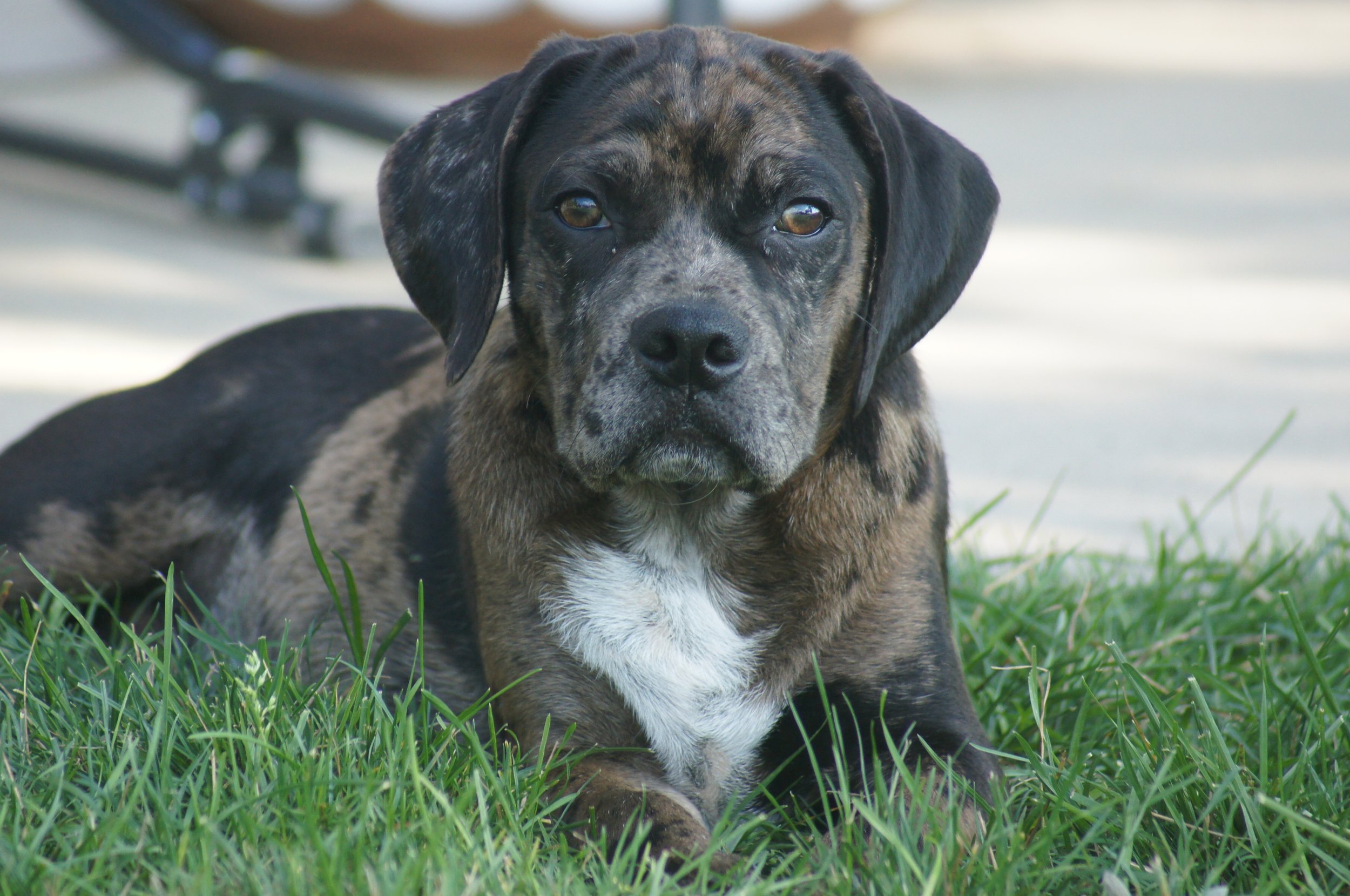 Cute Puggle From our small farm to your home.