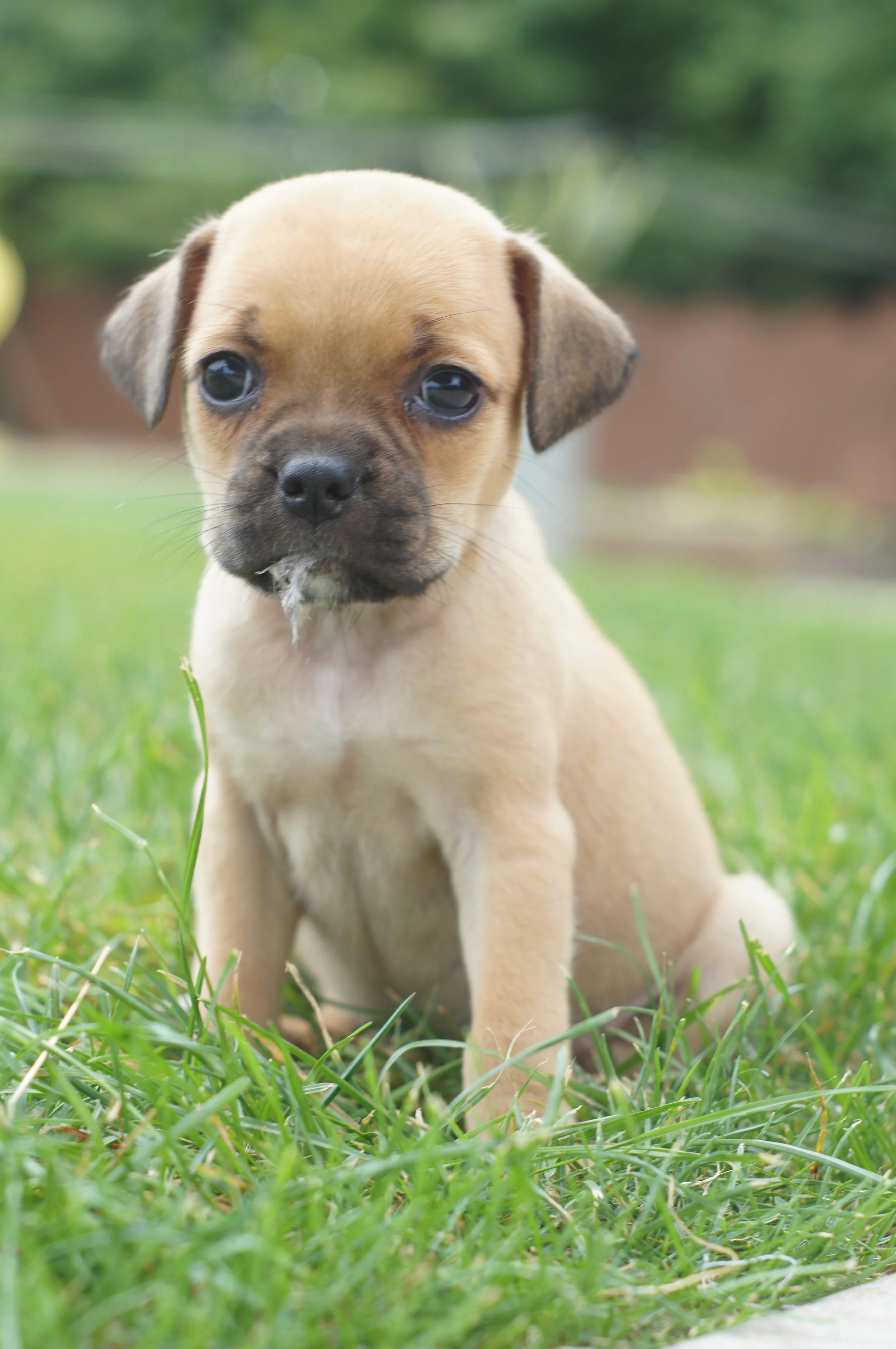 Cute Puggle Puppies