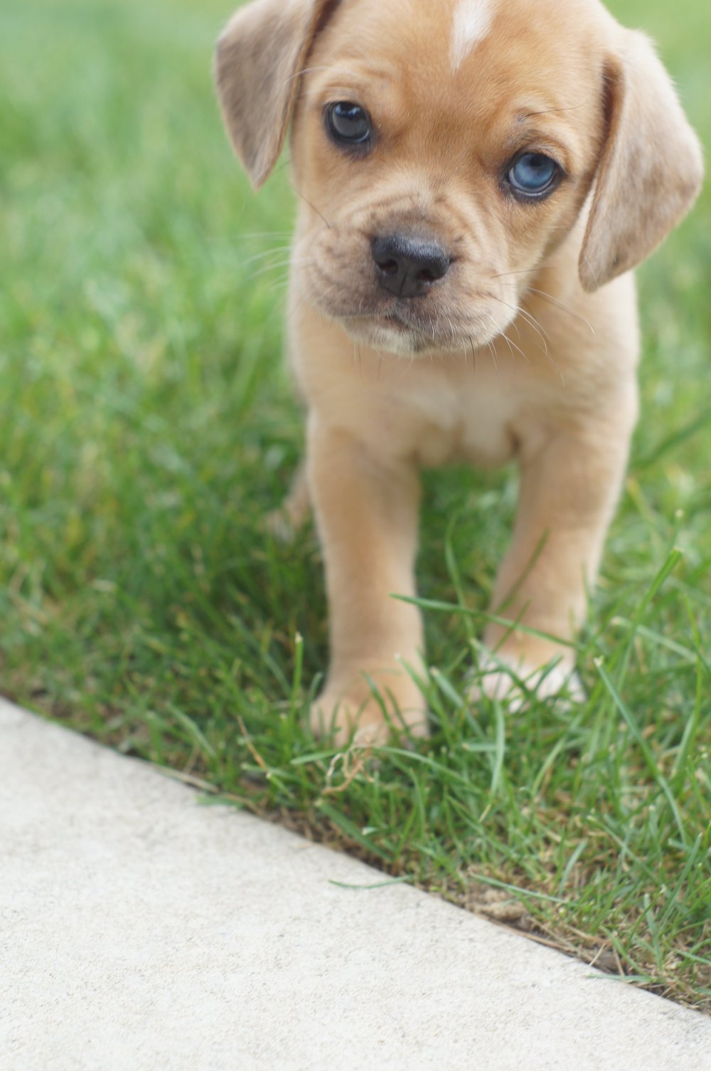 Cute Puggle From our small farm to your home.
