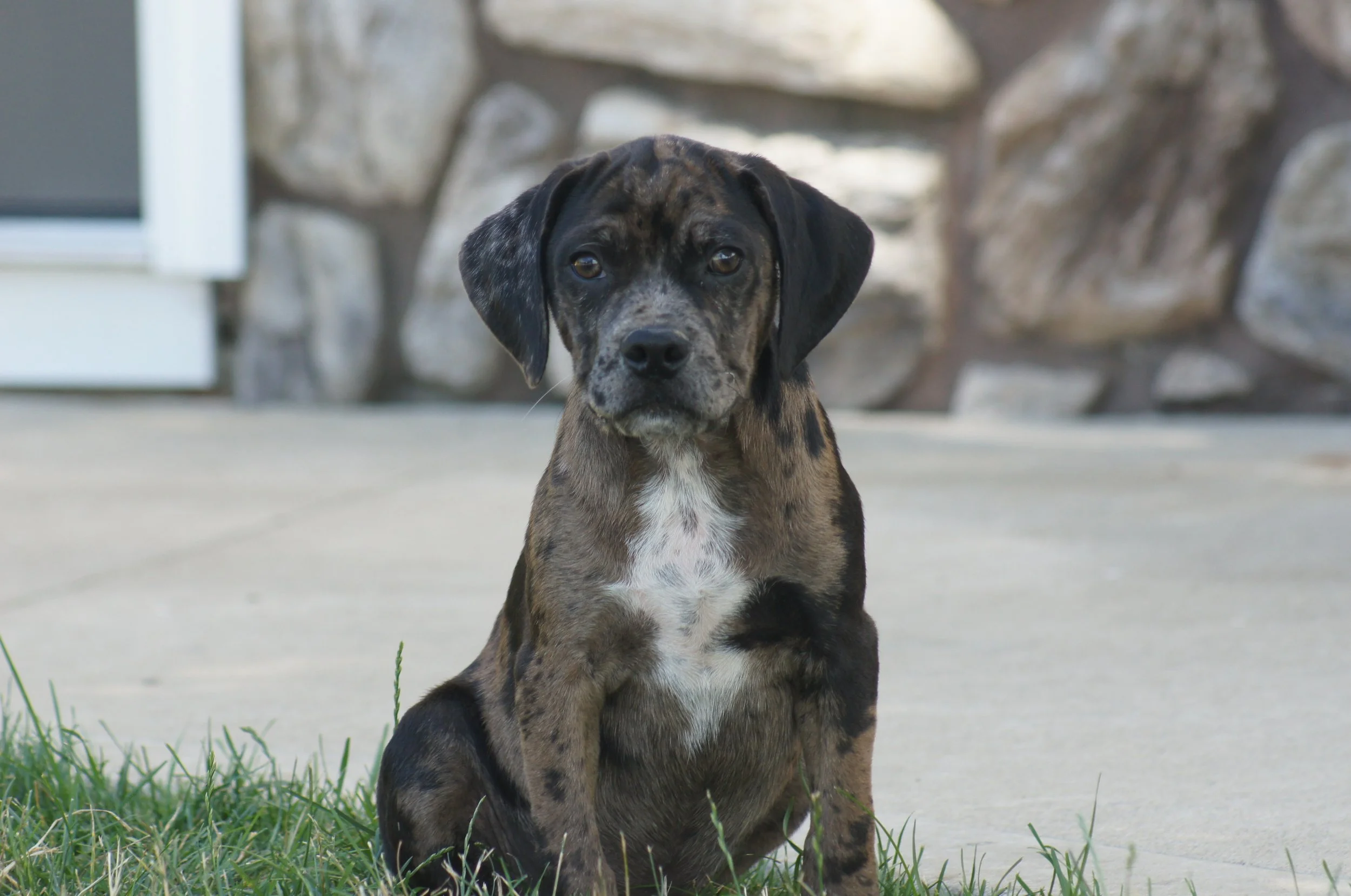 Cute Puggle From our small farm to your home.