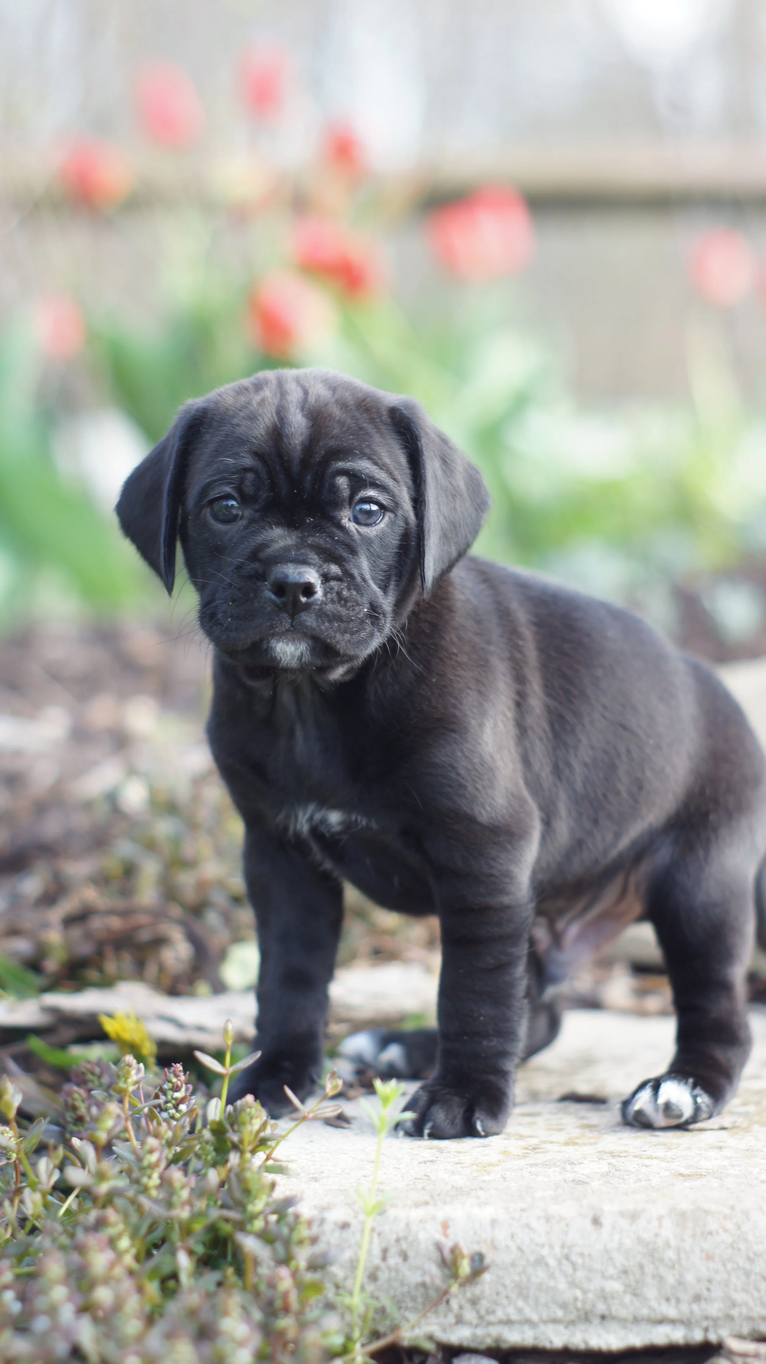 Cute Puggle From our small farm to your home.