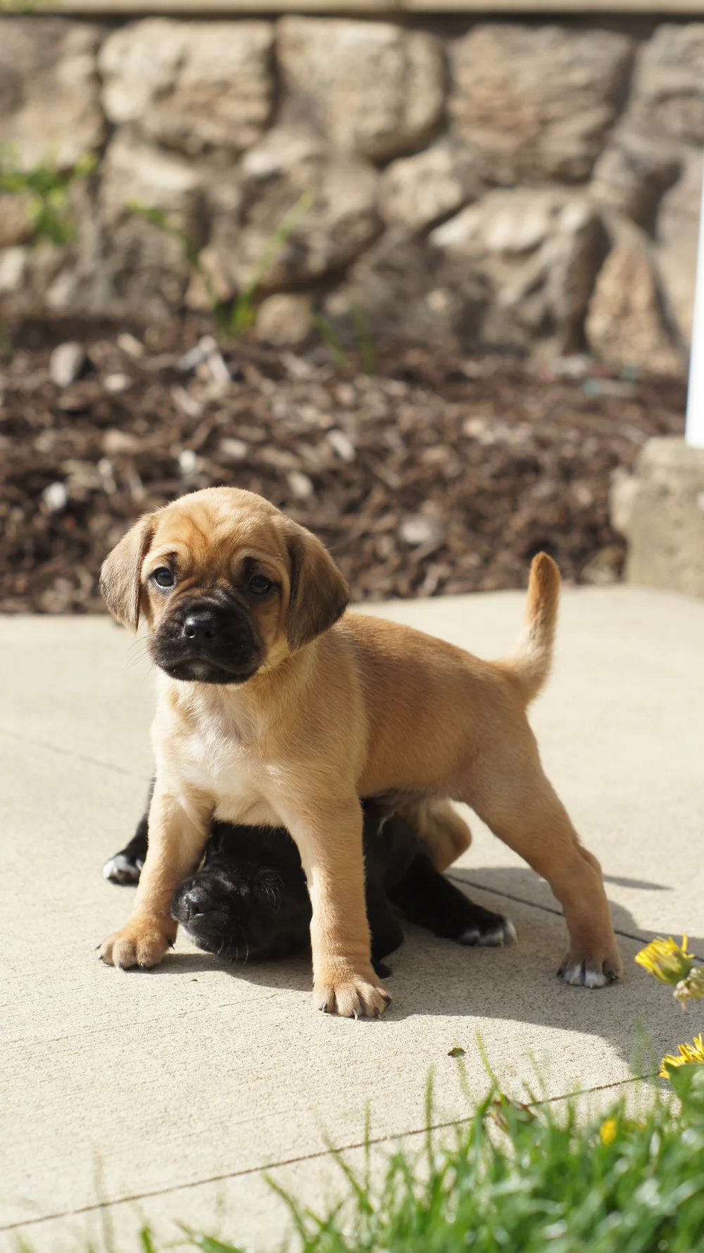 Cute Puggle From our small farm to your home.