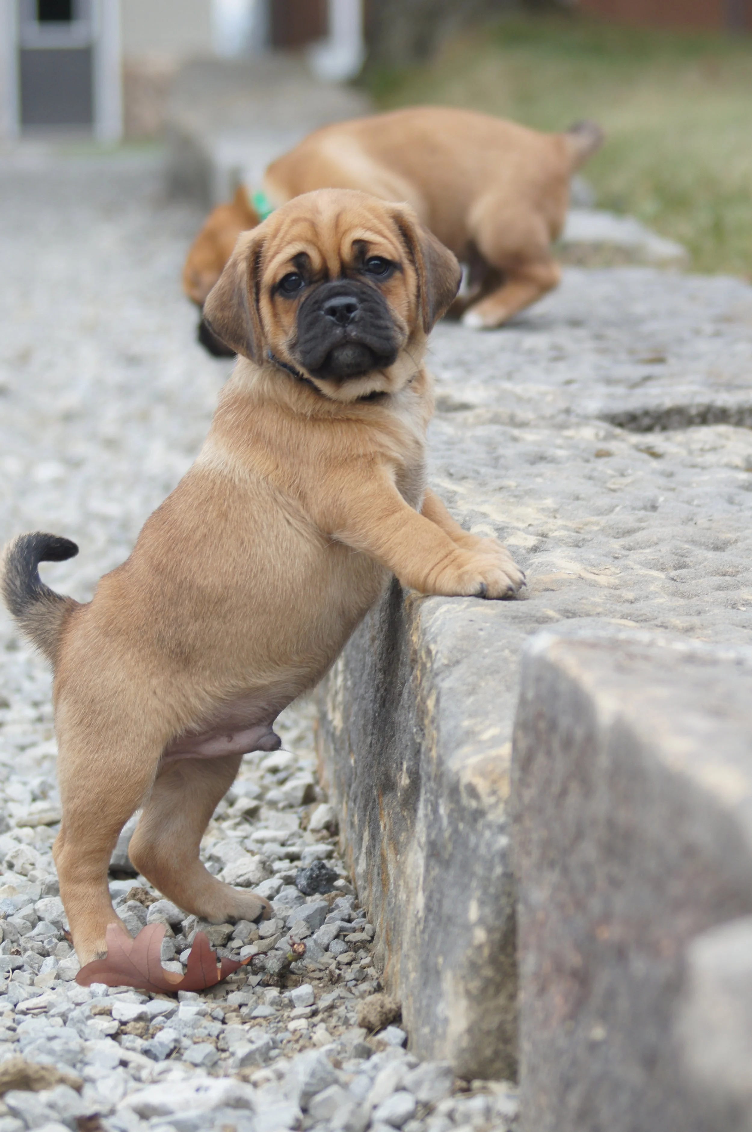 Cute Puggle From our small farm to your home.