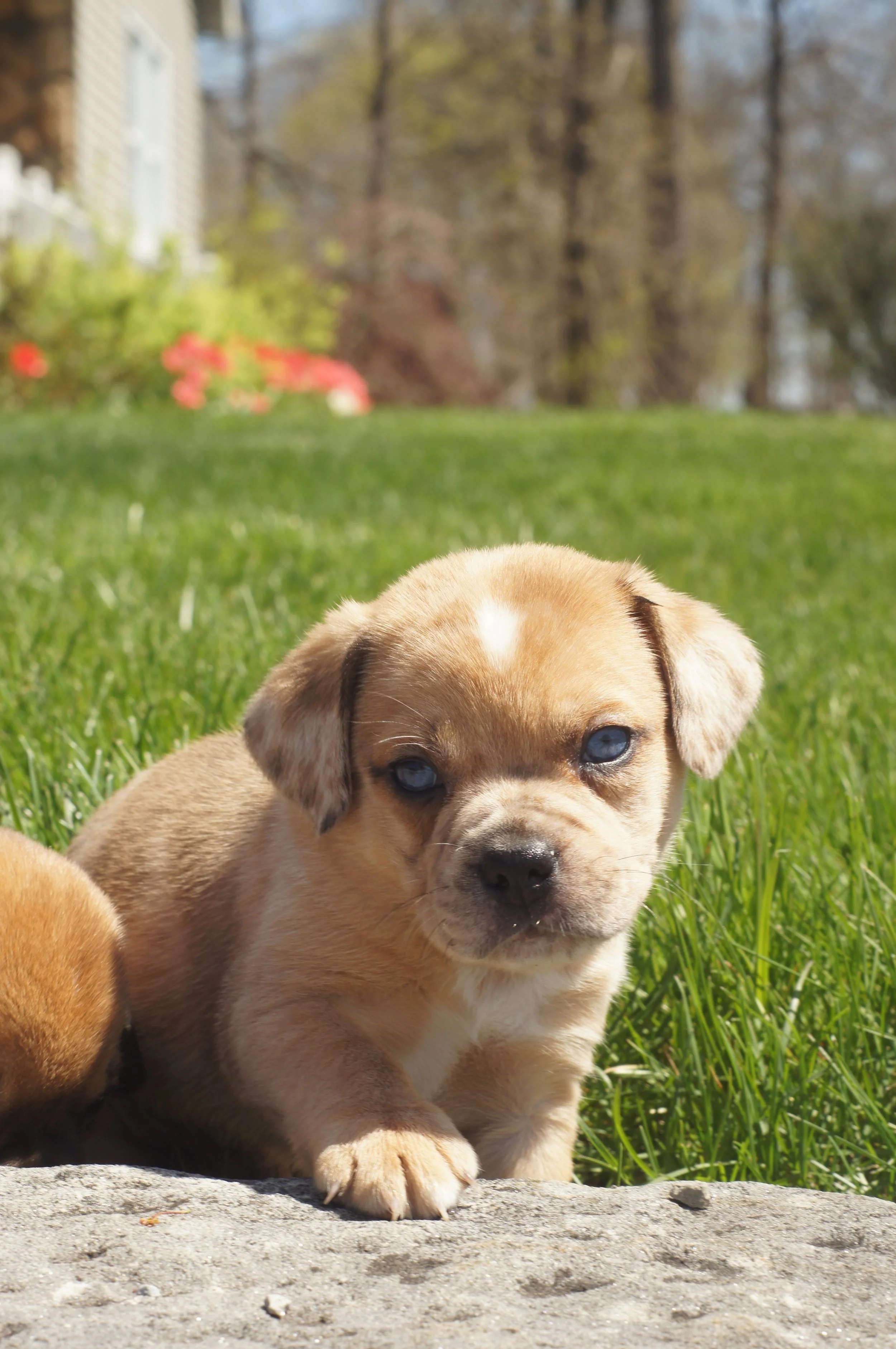 Cute Puggle From our small farm to your home.