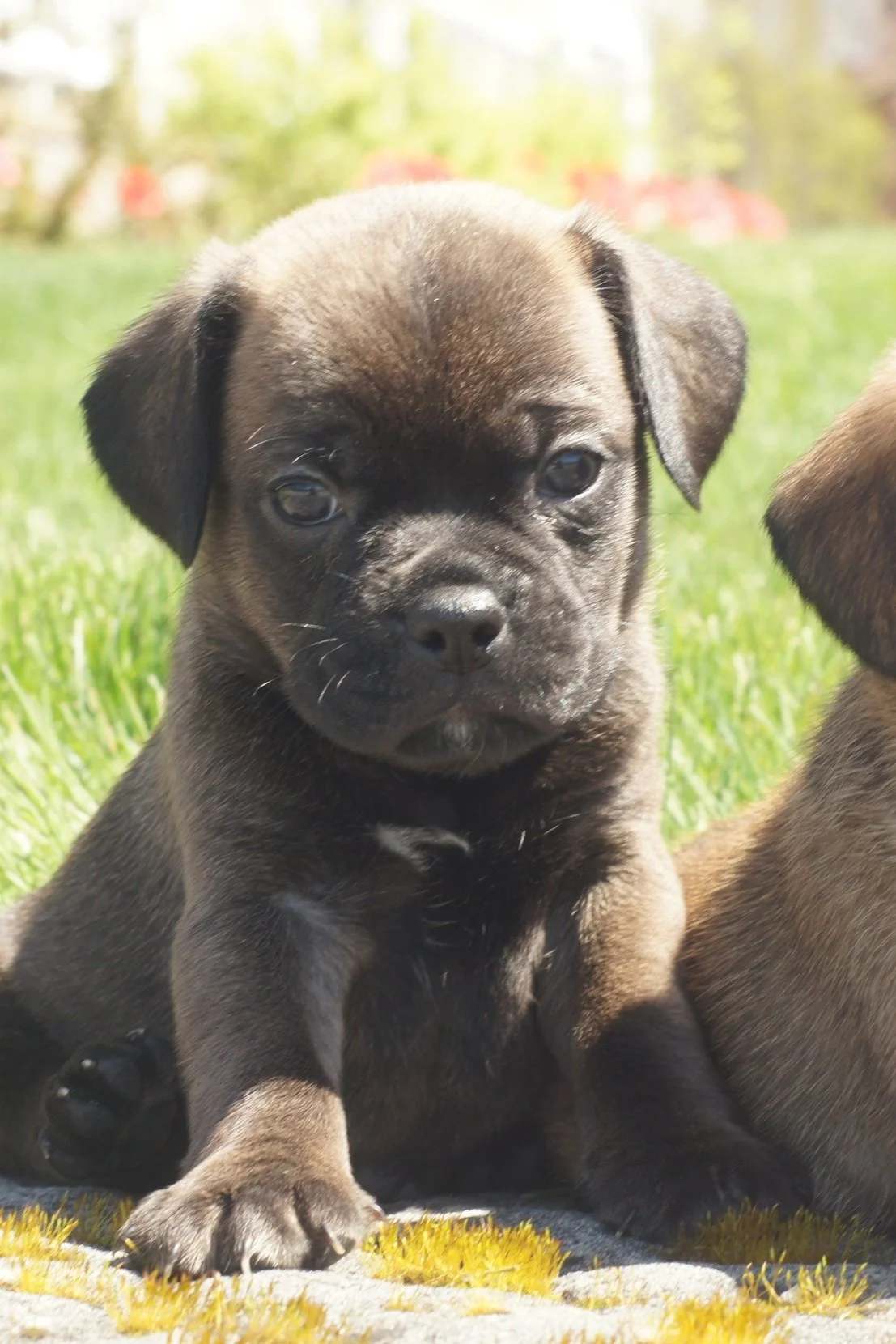 Cute Puggle From our small farm to your home.