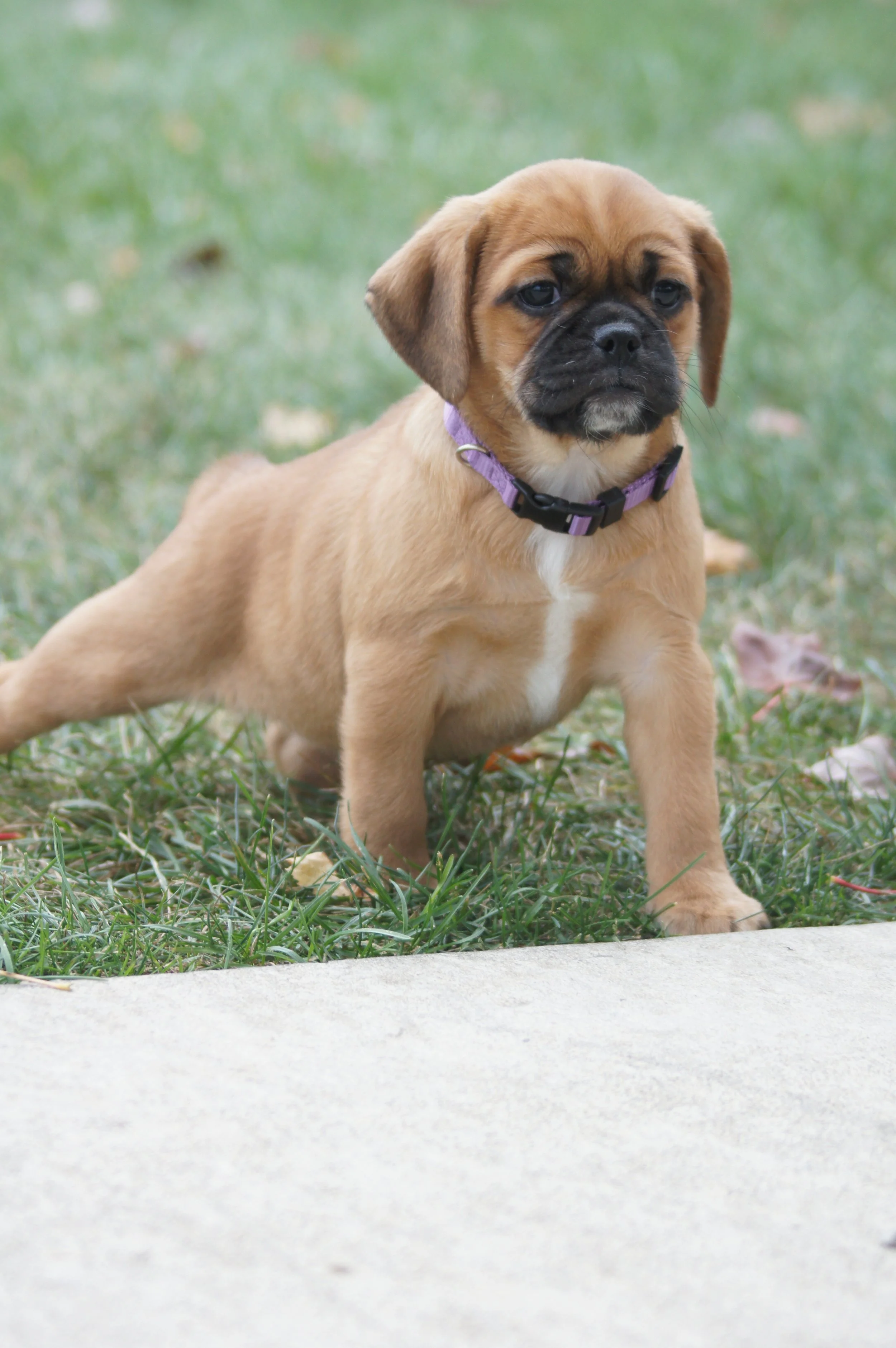 Cute Puggle From our small farm to your home.