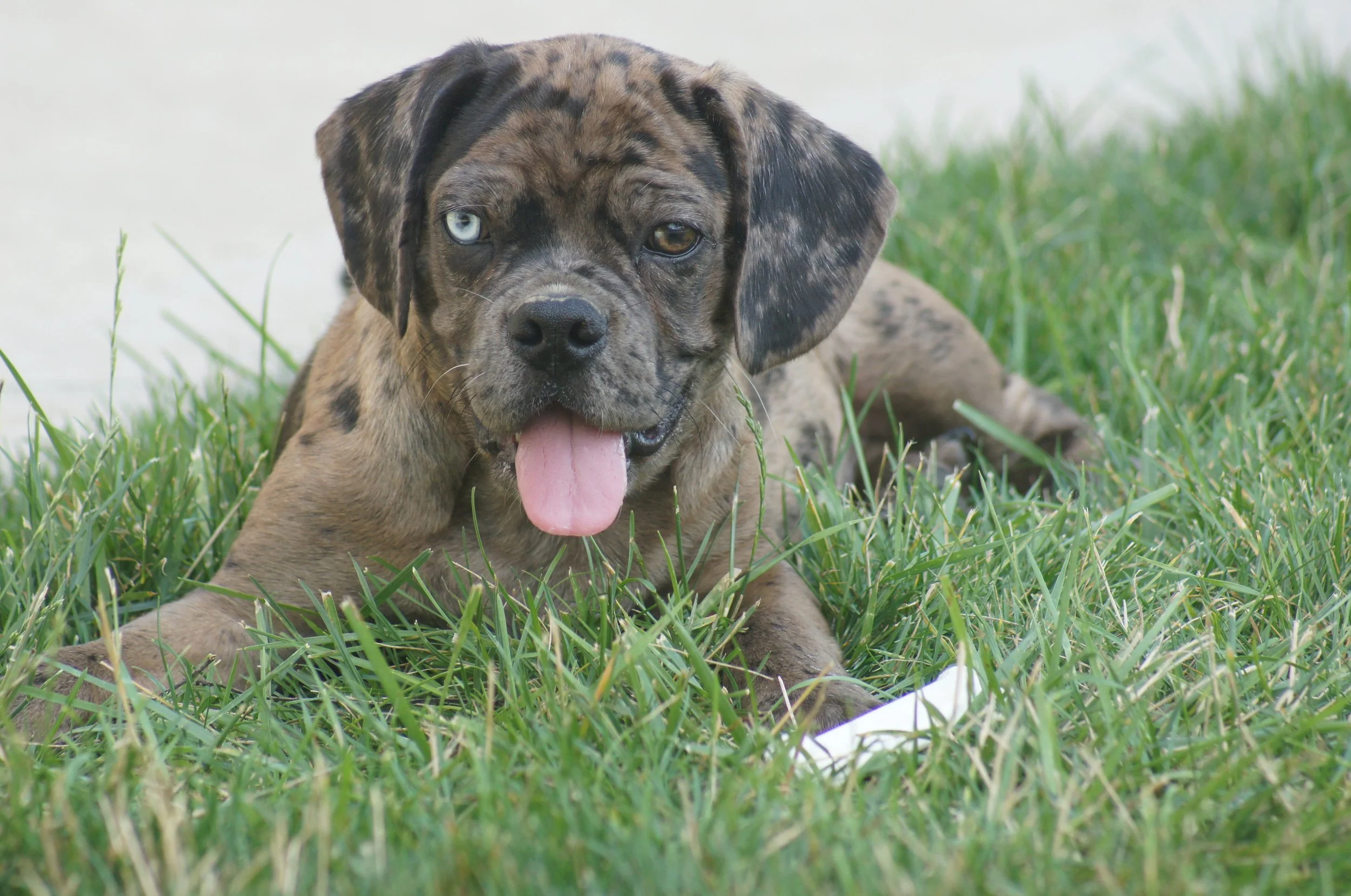 Cute Puggle From our small farm to your home.