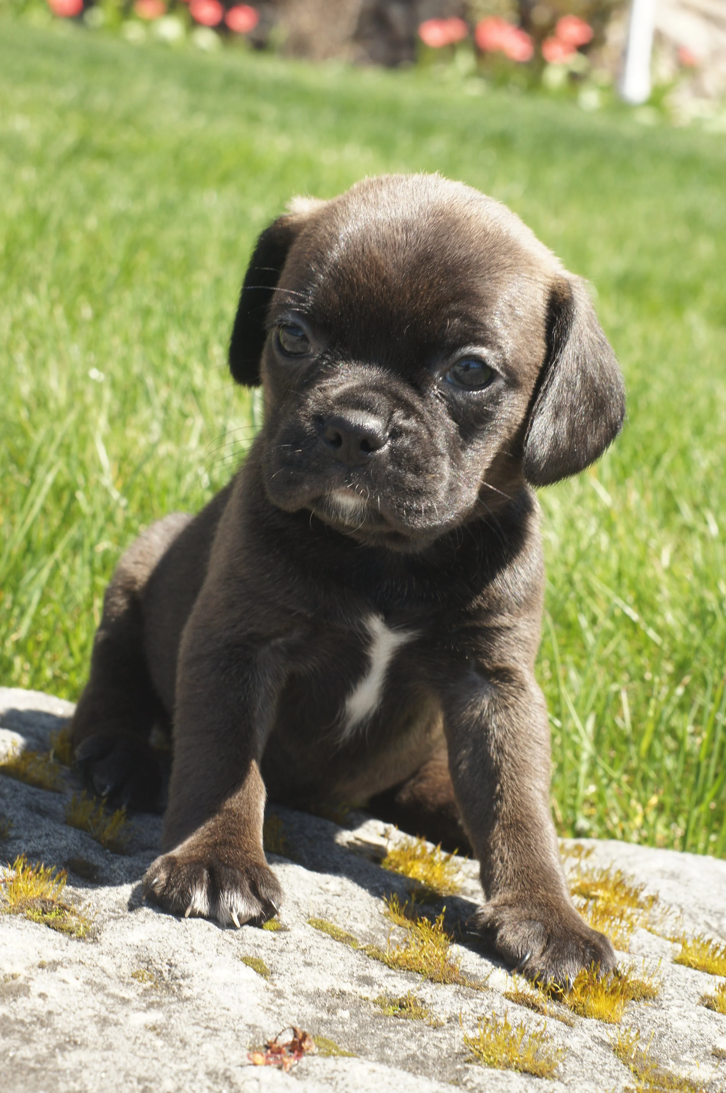 Cute Puggle From our small farm to your home.
