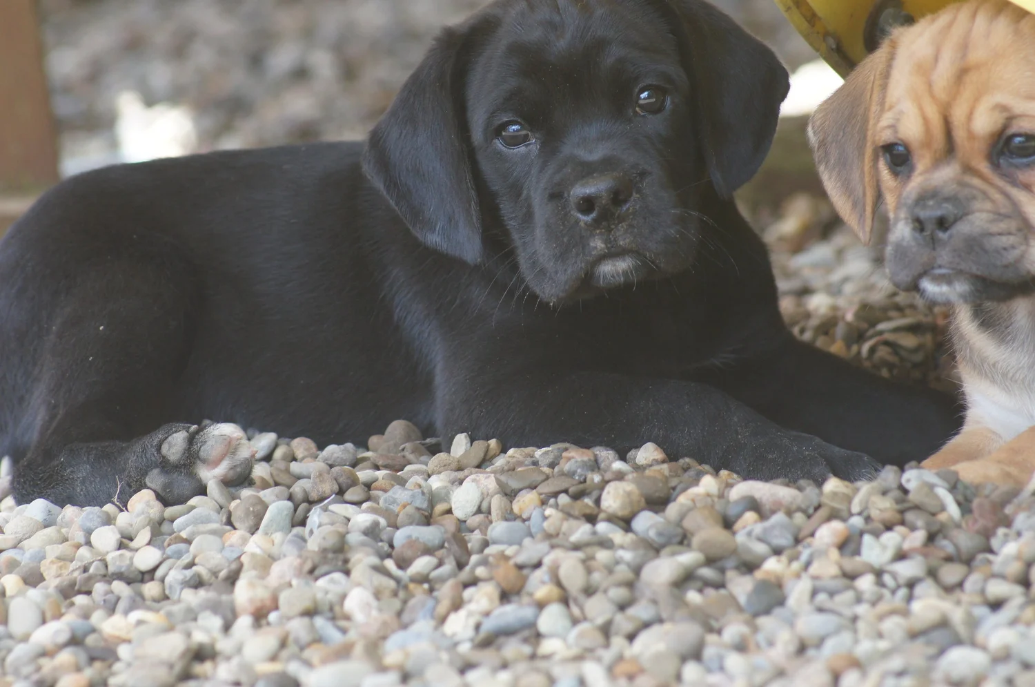 Cute Puggle From our small farm to your home.