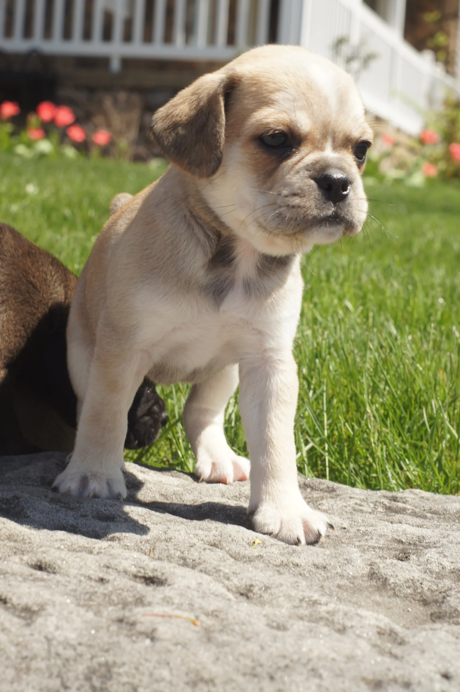 Cute Puggle From our small farm to your home.