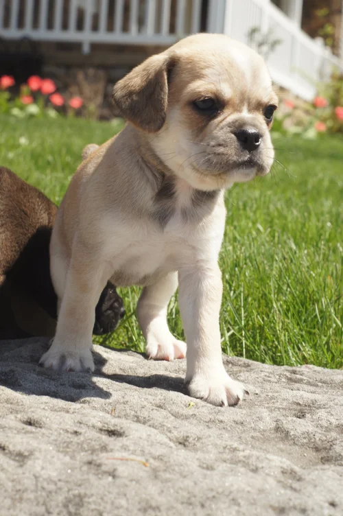 Cute Puggle From our small farm to your home.