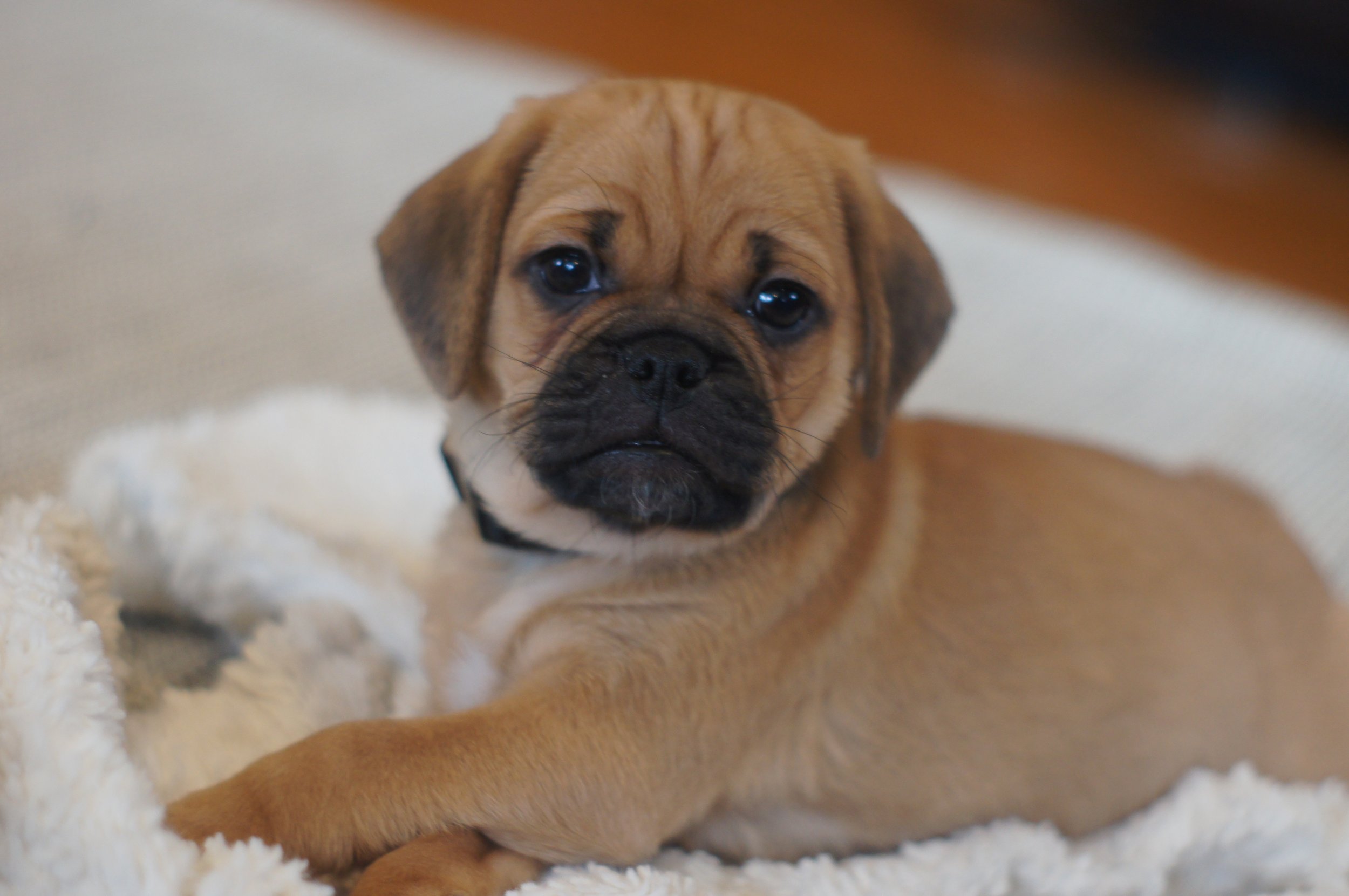 Cute Puggle From our small farm to your home.