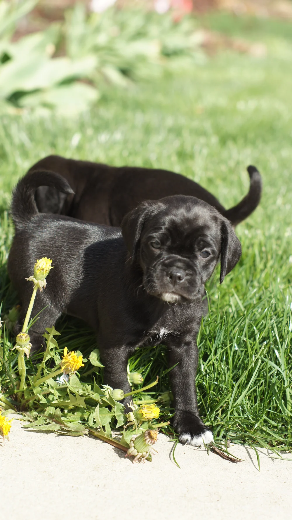 Cute Puggle From our small farm to your home.