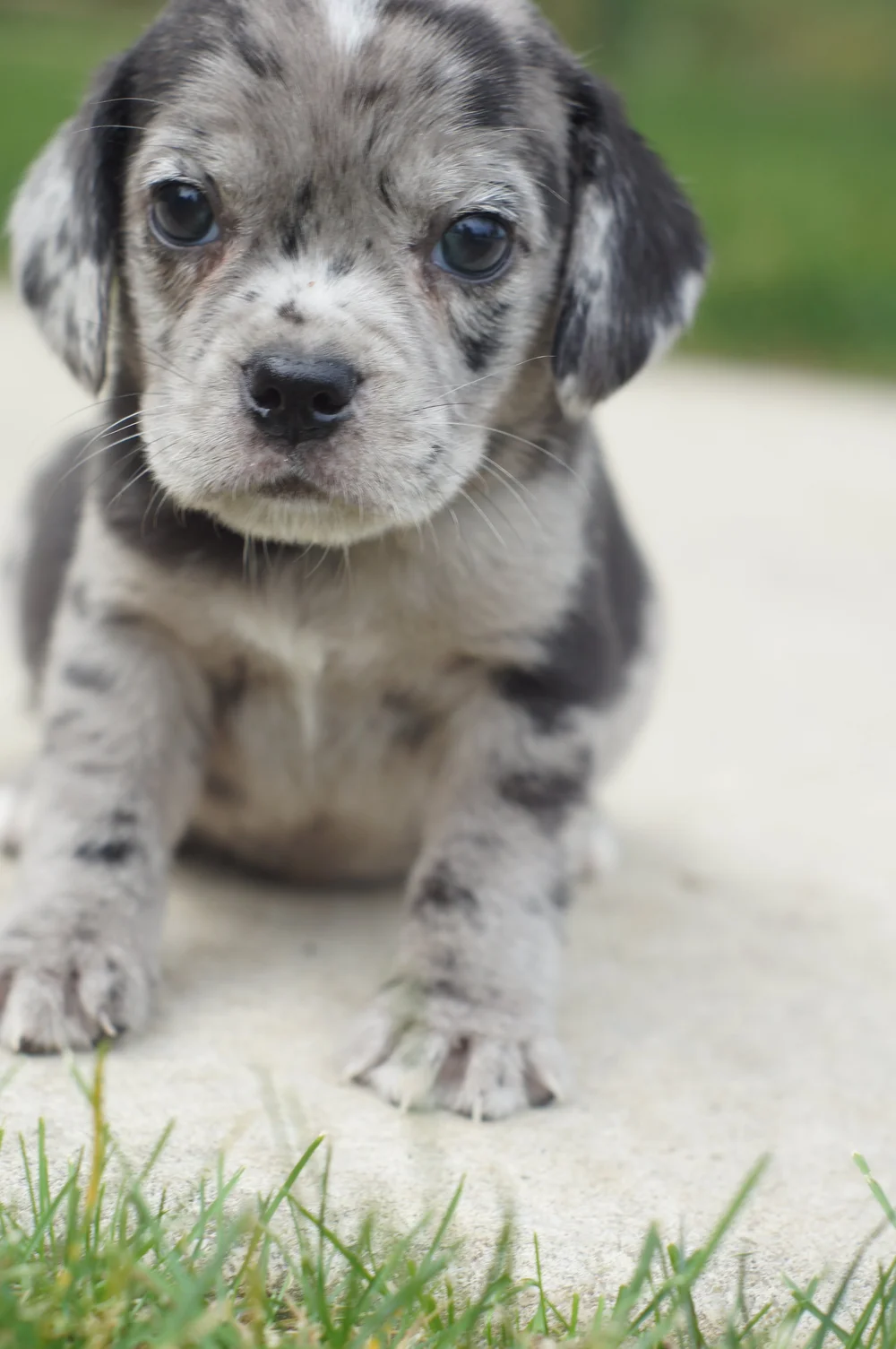 Cute Puggle From our small farm to your home.