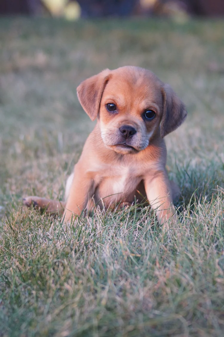 Cute Puggle From our small farm to your home.