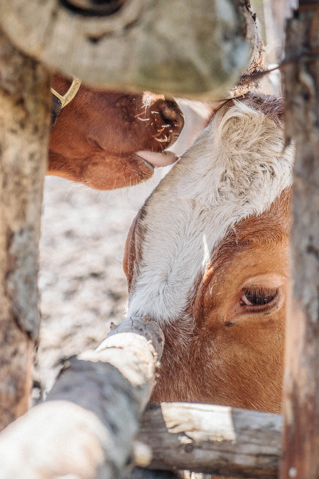 Oliver Kelley Farm // Minnesota Historical Society — Team Bravo Photography