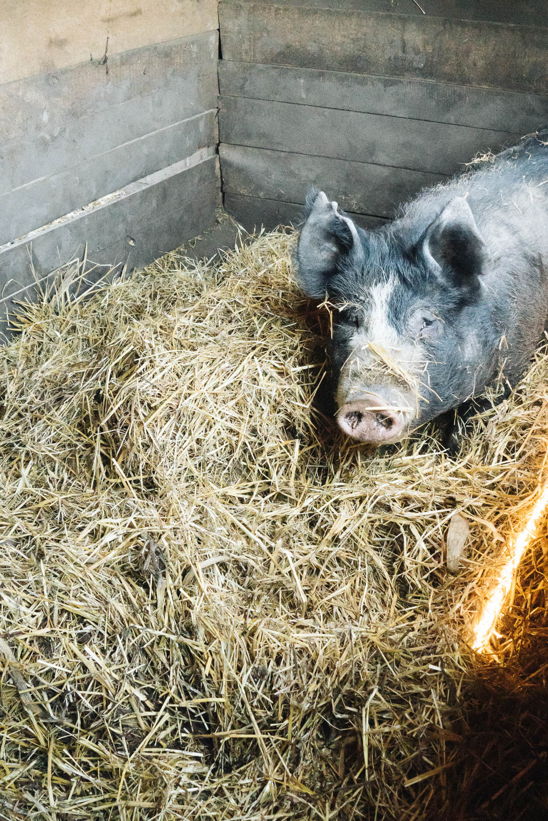 Oliver Kelley Farm // Minnesota Historical Society — Team Bravo Photography