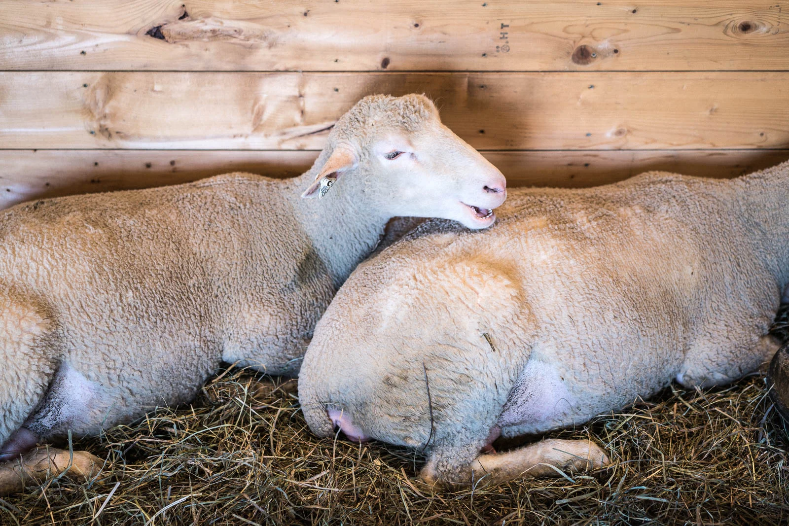 Oliver Kelley Farm // Minnesota Historical Society — Team Bravo Photography