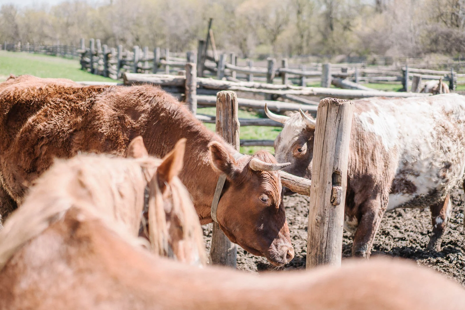 Oliver Kelley Farm // Minnesota Historical Society — Team Bravo Photography