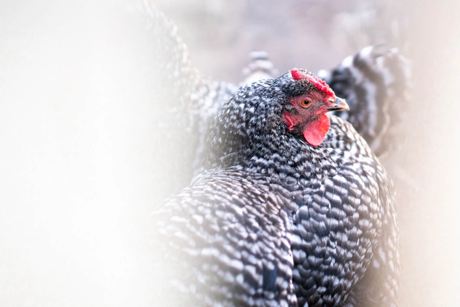 Oliver Kelley Farm // Minnesota Historical Society — Team Bravo Photography