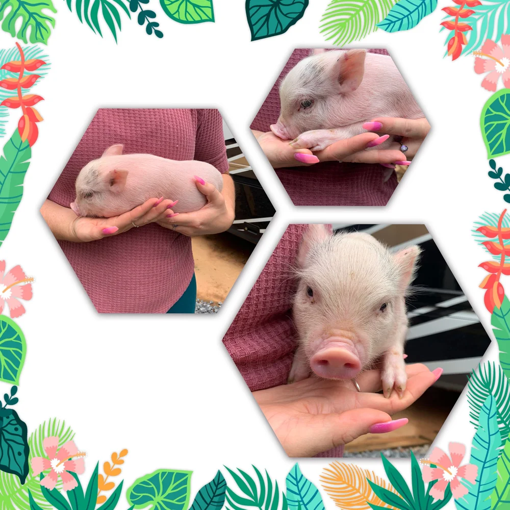 Pig Collage