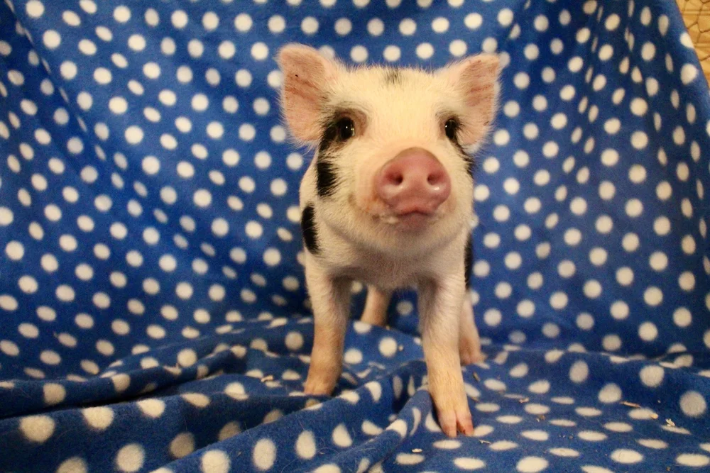 Mini Teacup Piglets for Sale | Adoption & Care — Squeals on Wheels