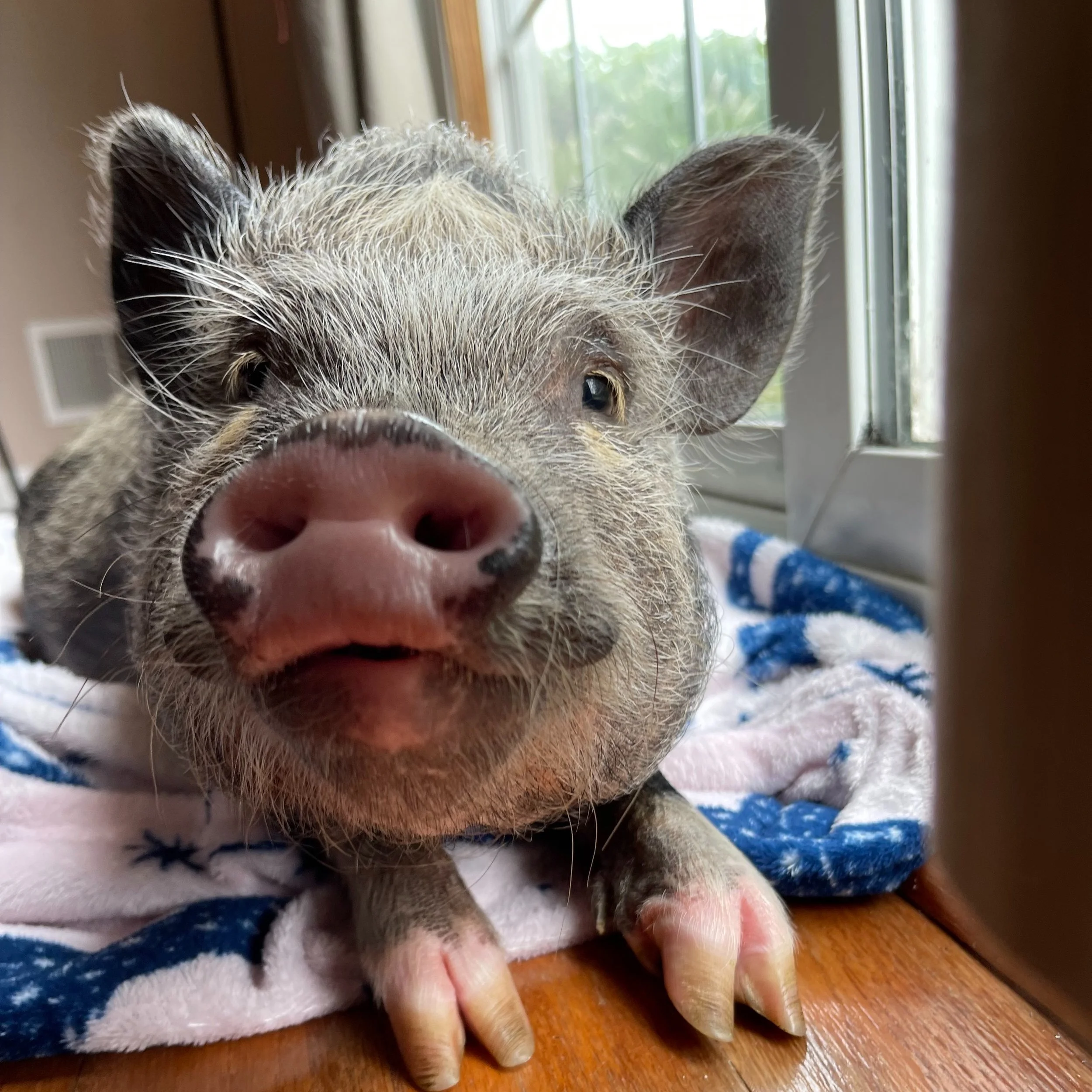 Miniature Teacup Piglets for Sale | Mini Pig Adoption & Care — Squeals ...