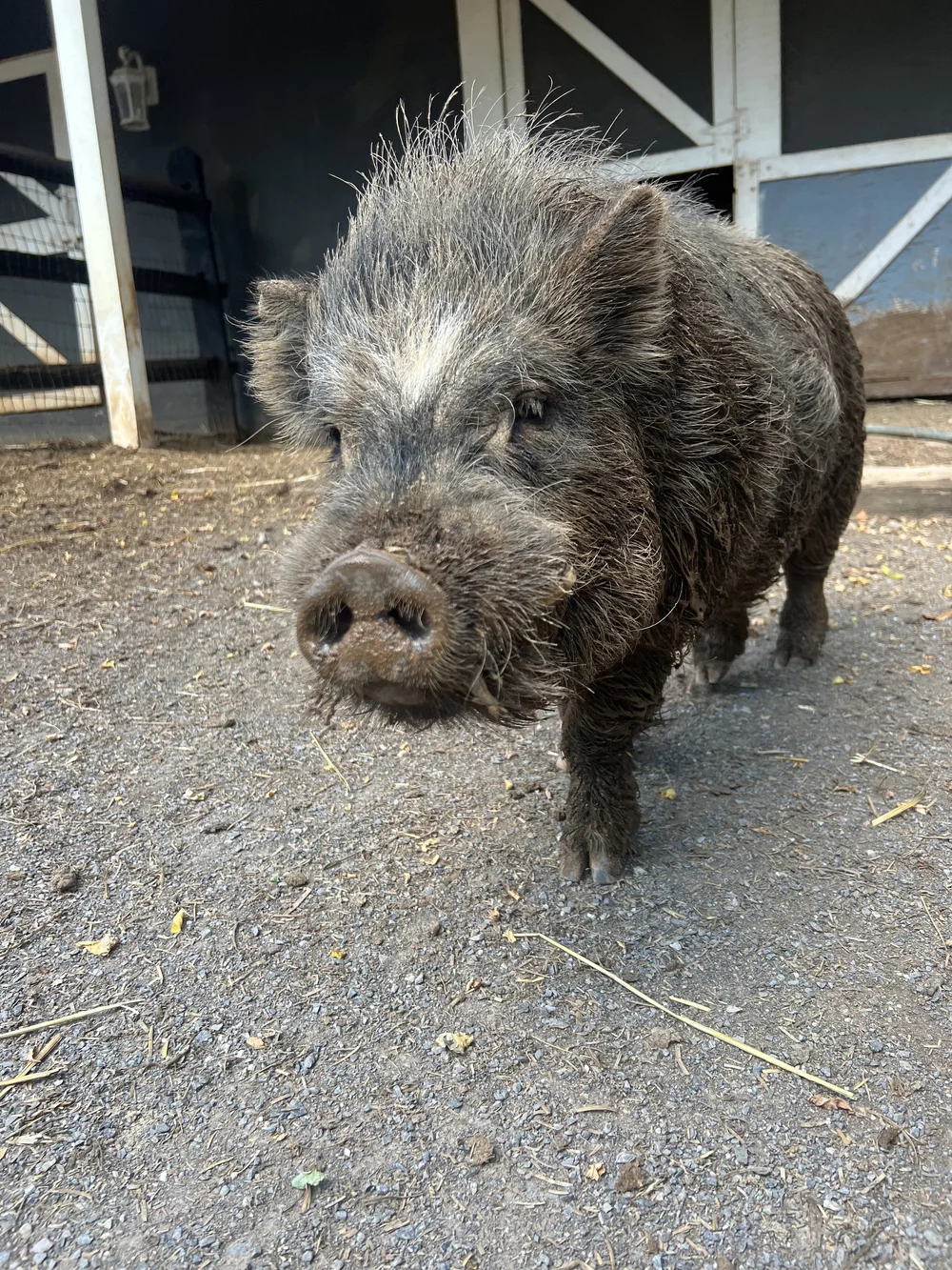 Meet Our Mini Pig Parents — Squeals on Wheels