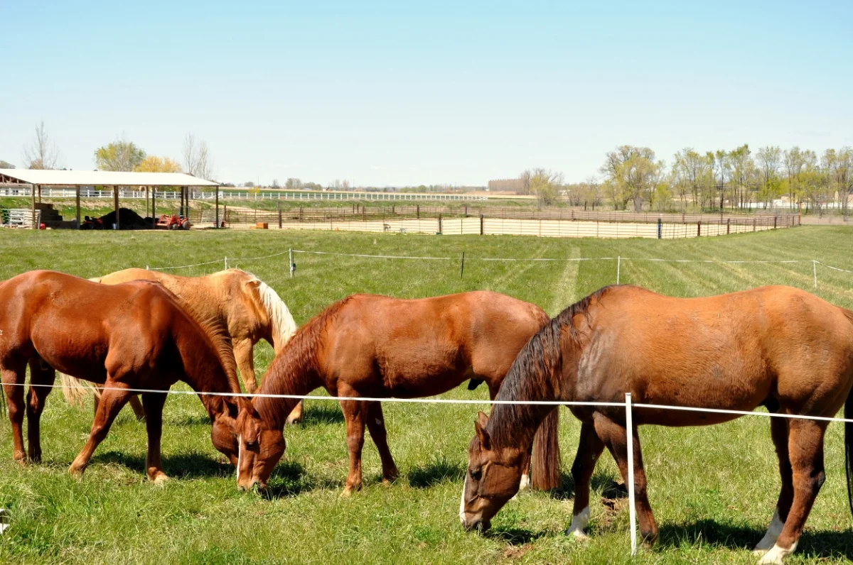 Horse Grazing